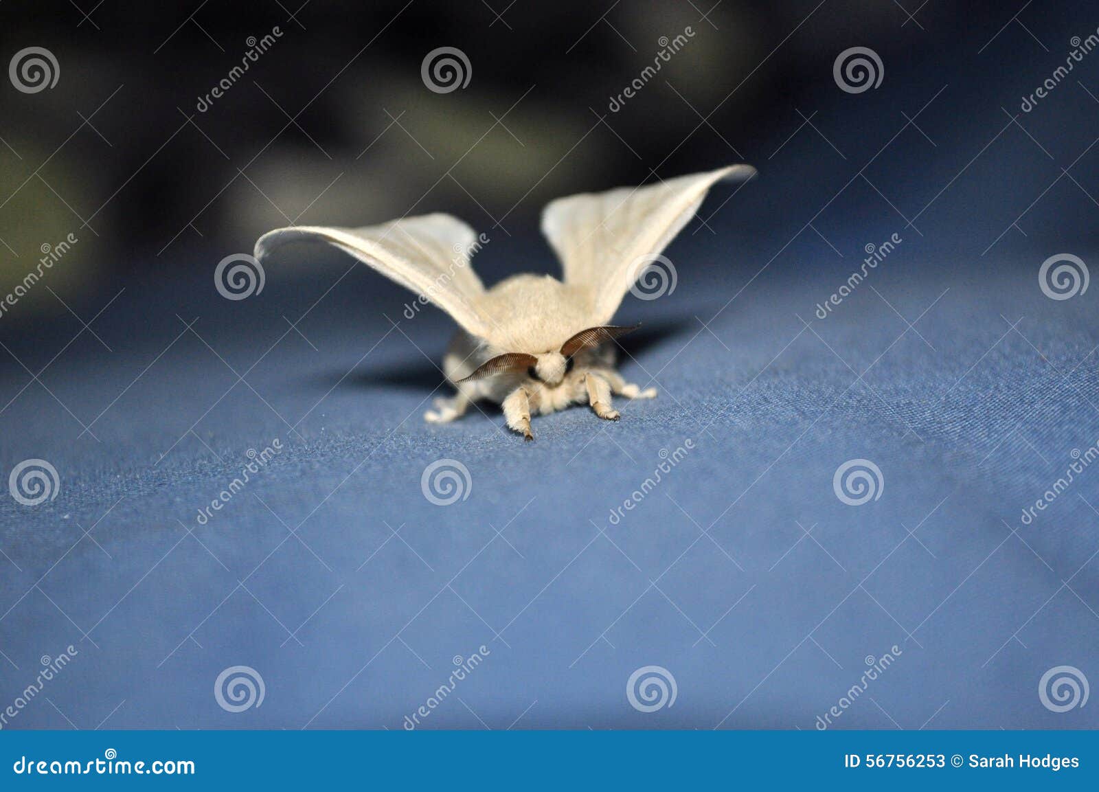 A Large Moth Perch On A Old Tree Stump Stock Photography ...