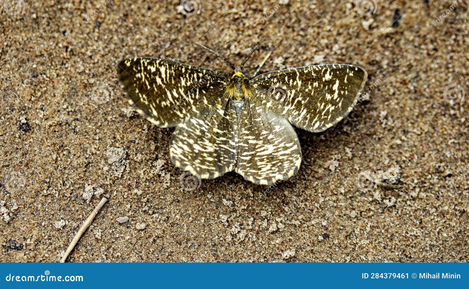 Large Moth on Sand in Macro Lens, Stock Image - Image of striped, sandy ...