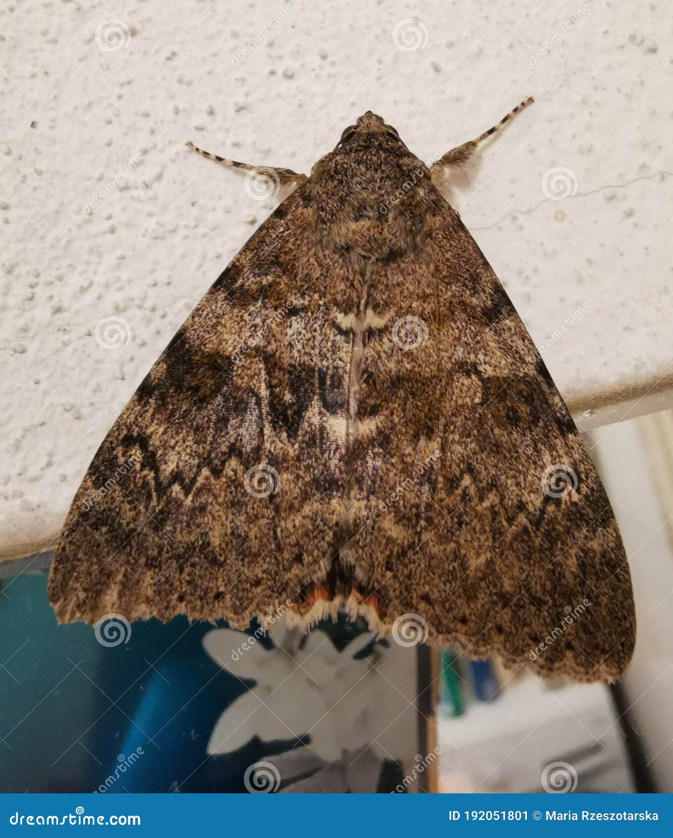 Large Moth Royalty-Free Stock Photography | CartoonDealer.com #11844527