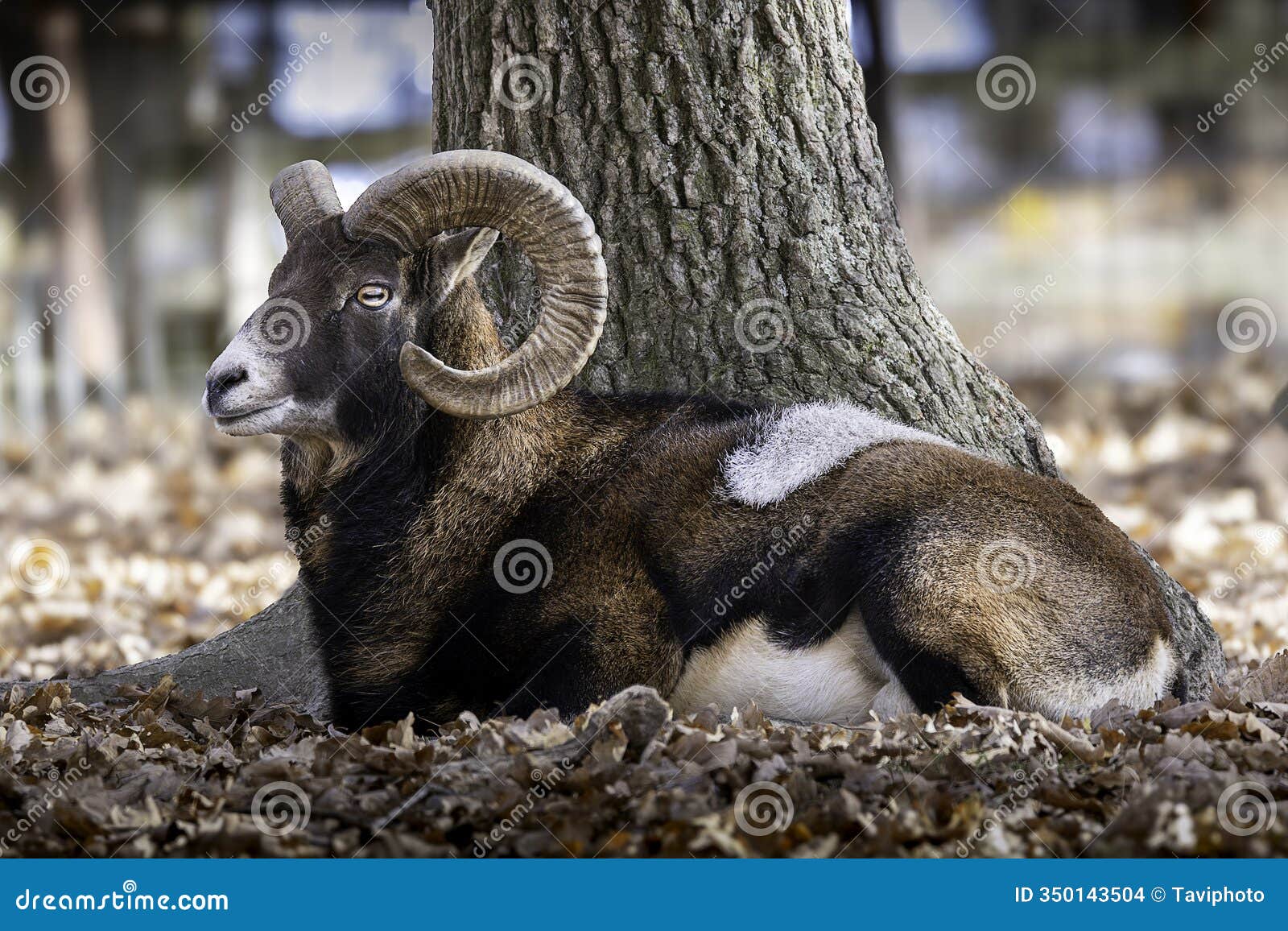 Large Mouflon Ram Resting into the Forest Stock Photo - Image of fauna ...