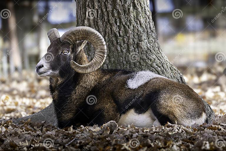 Large Mouflon Ram Resting into the Forest Stock Photo - Image of fauna ...