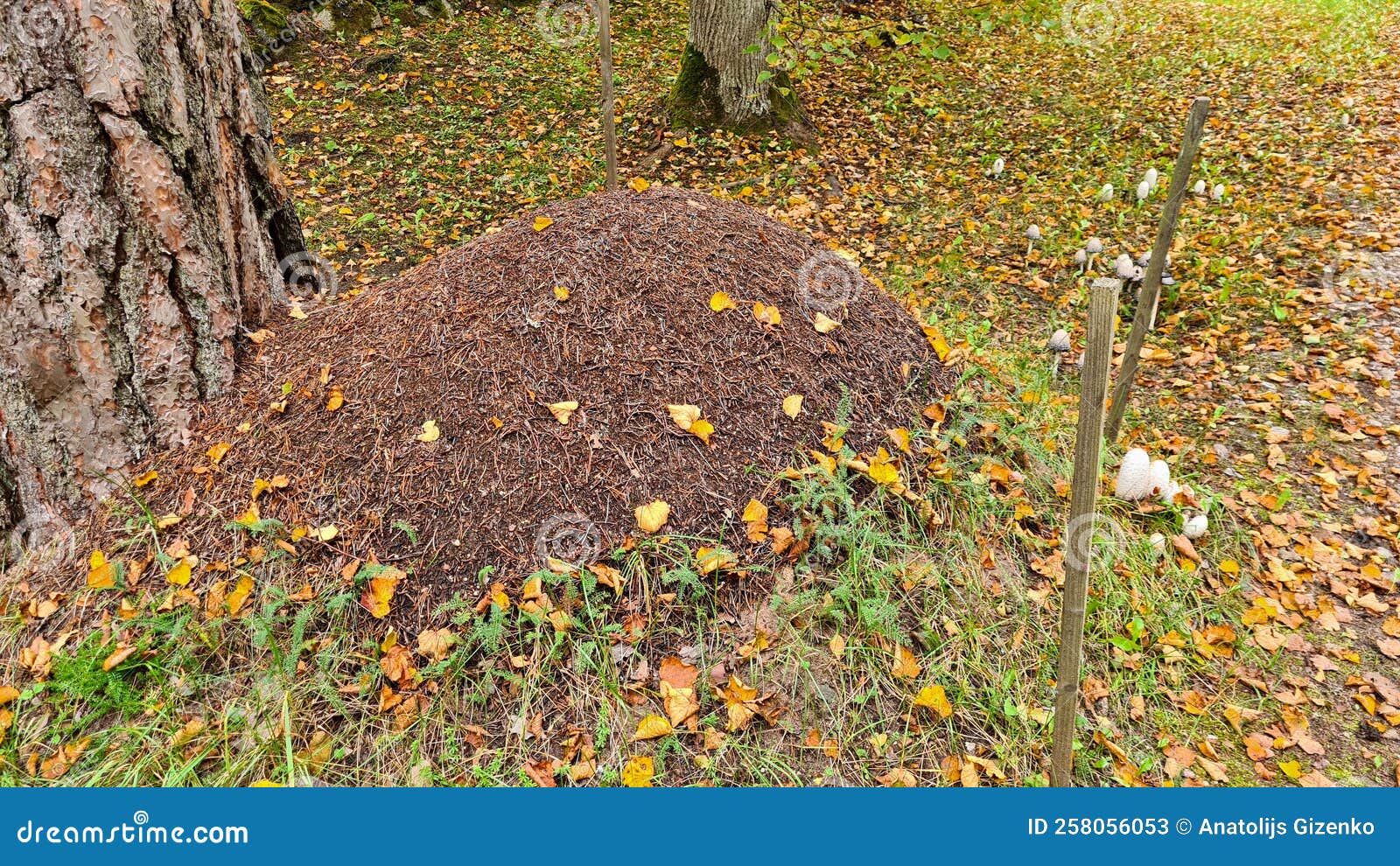 Large Mound of an Anthill Next To Pine Tree in the Forest in Autumn ...