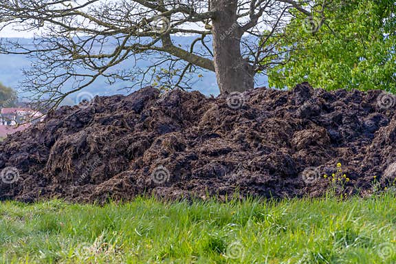 Large mound of cow manure stock photo. Image of muckheap - 179909356