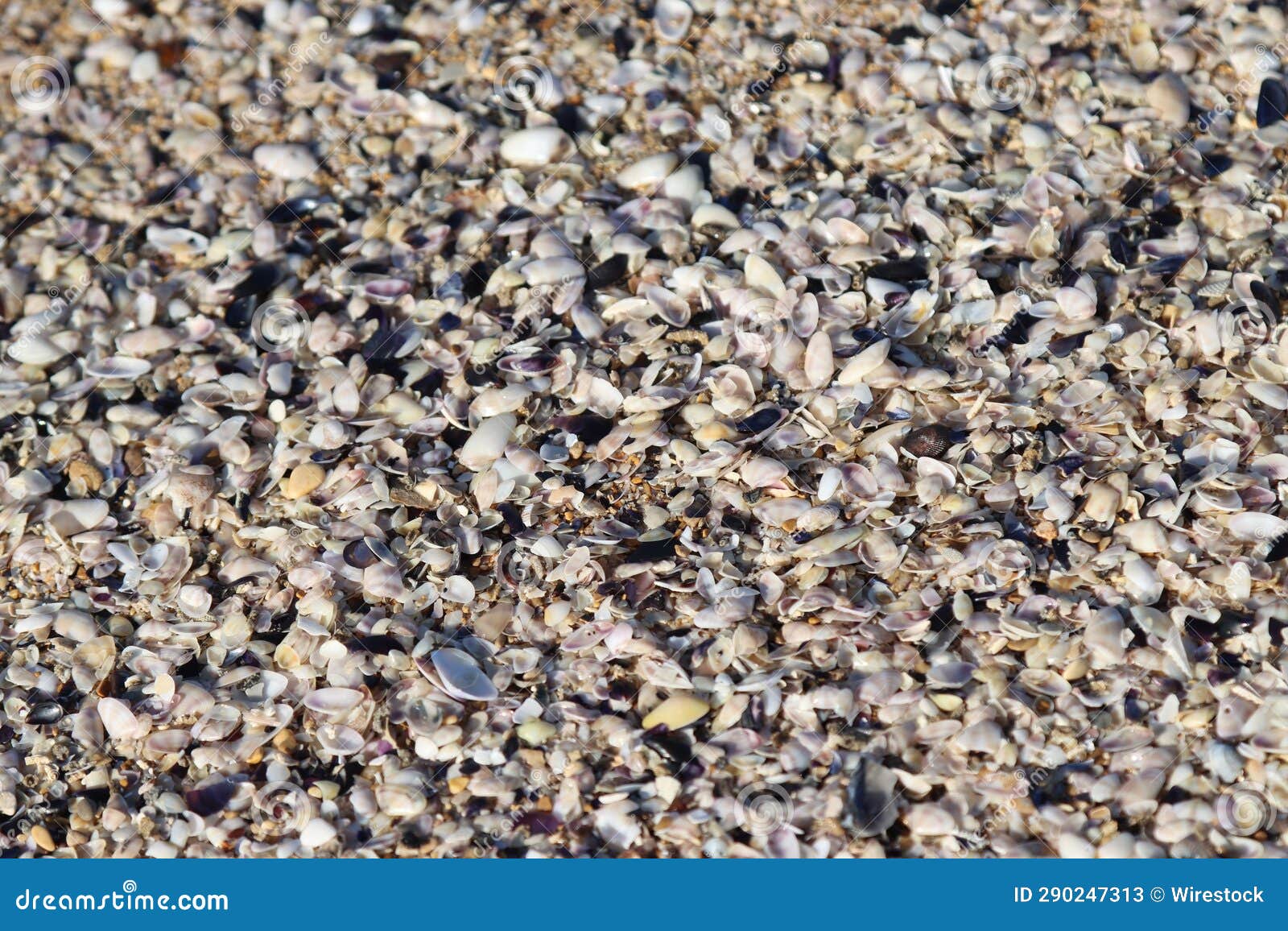 Large Mound of Seashells on a Sandy Beach Shoreline Stock Image - Image ...