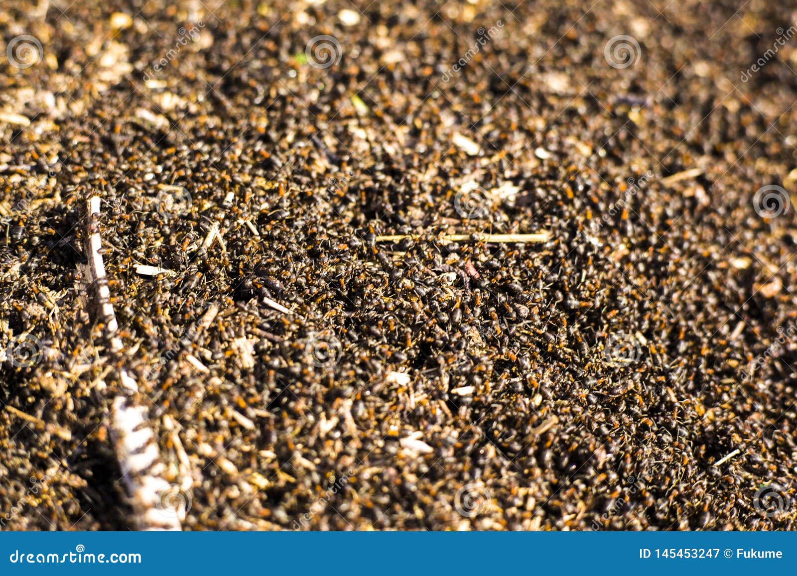 A Large Mound Of Termites, Termites Eat Rotten Trees Royalty-Free Stock ...