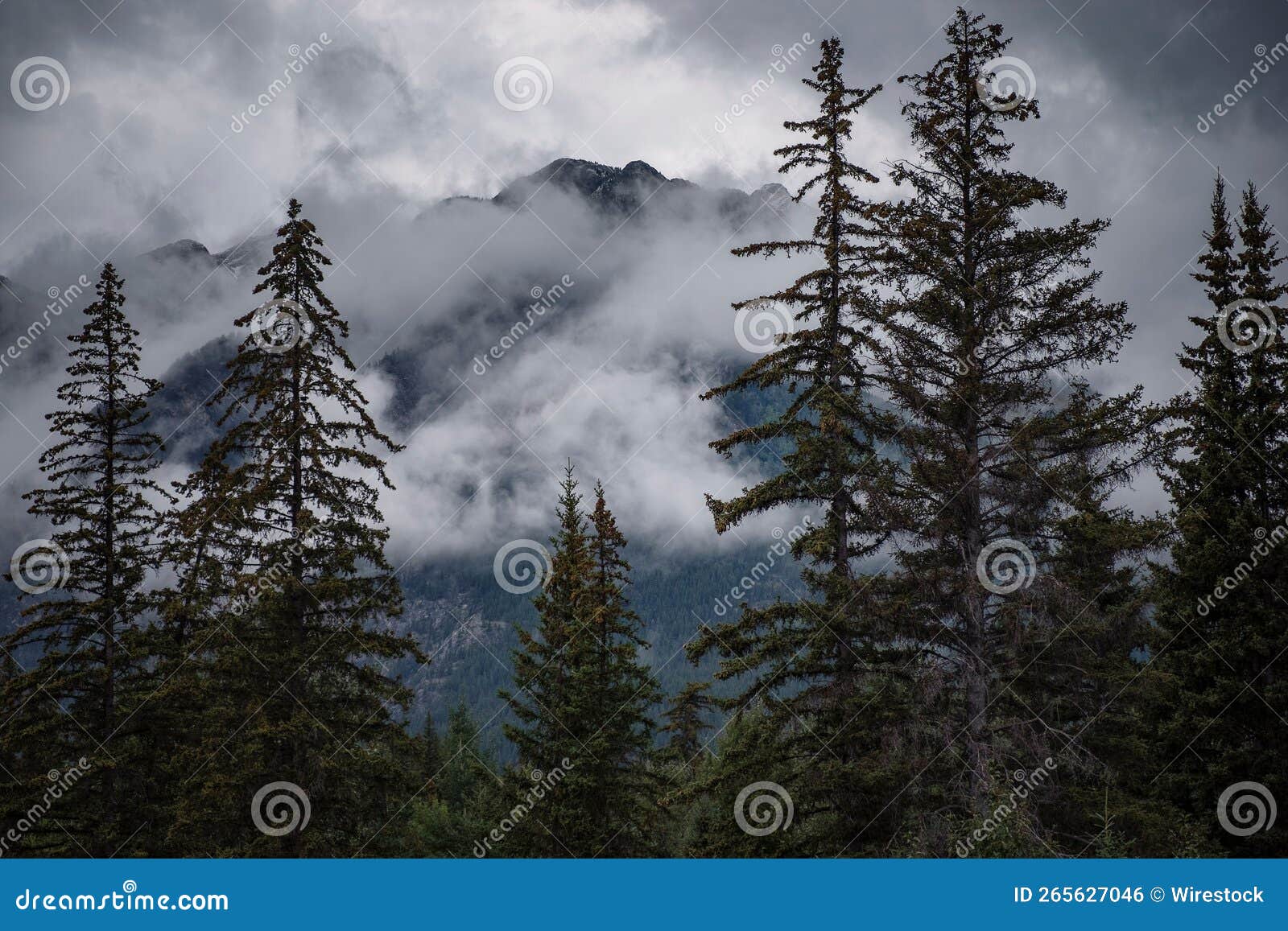 Large Mountain Stands Hidden Behind a Conifer Forest and Shrouded in ...