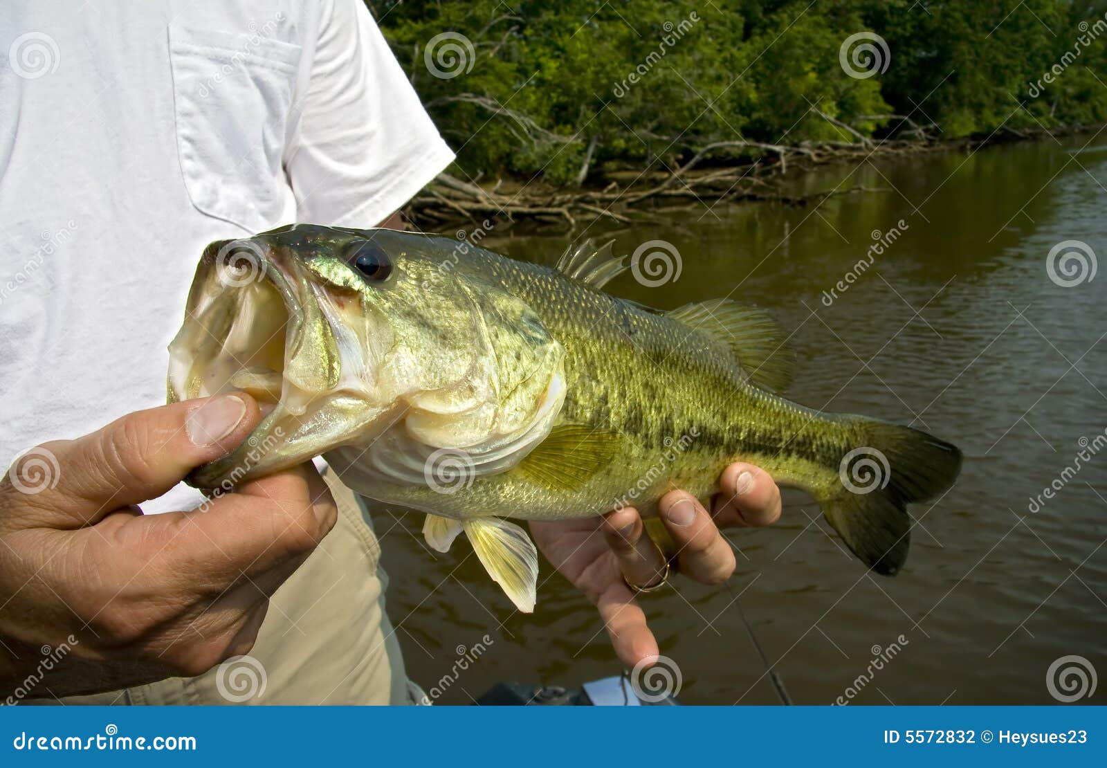 Large mouth bass stock photo. Image of fish, pond, mouthed - 5572832