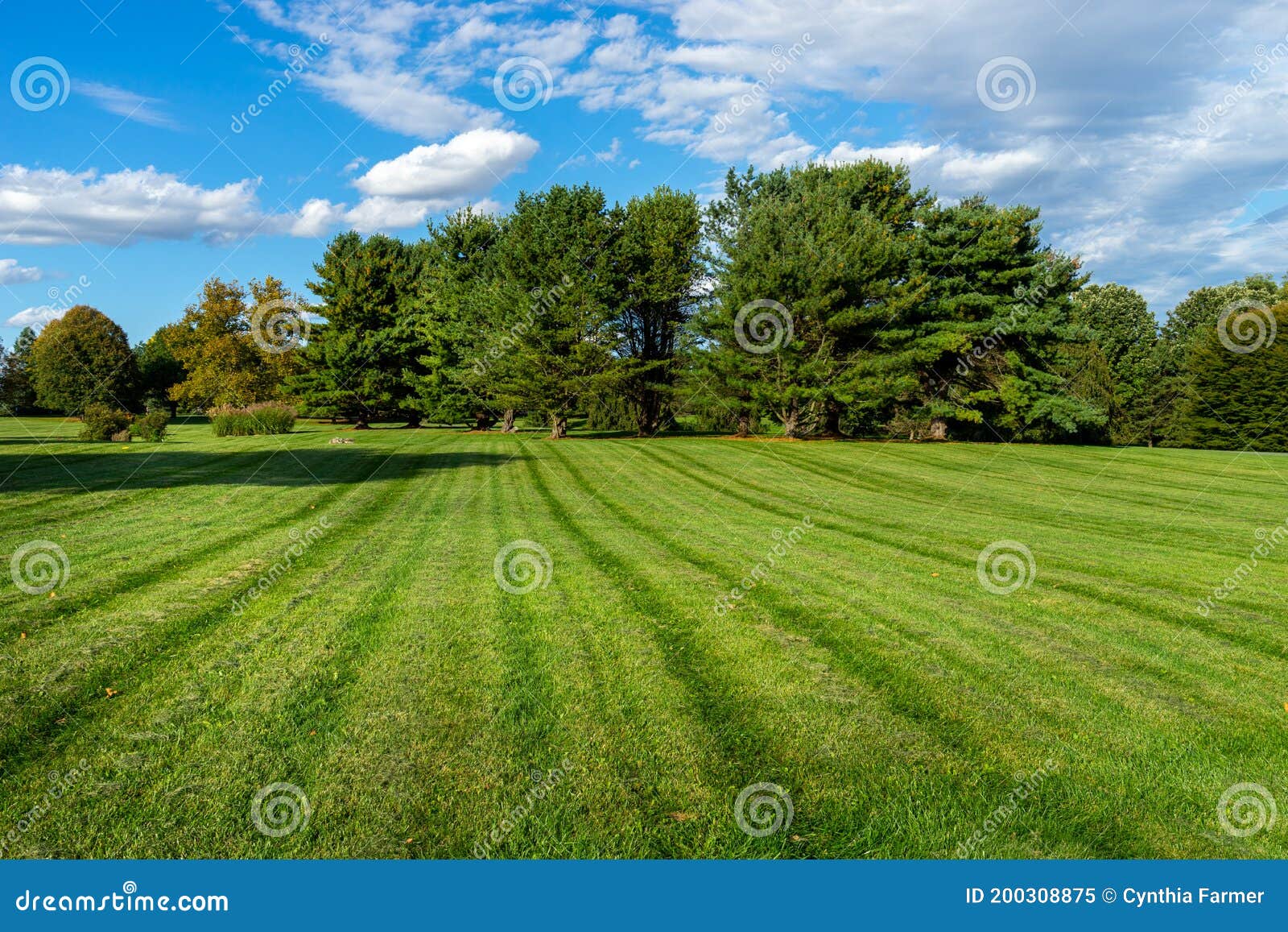 Large Mowed Grass Area by Trees in a Park Stock Image - Image of season ...