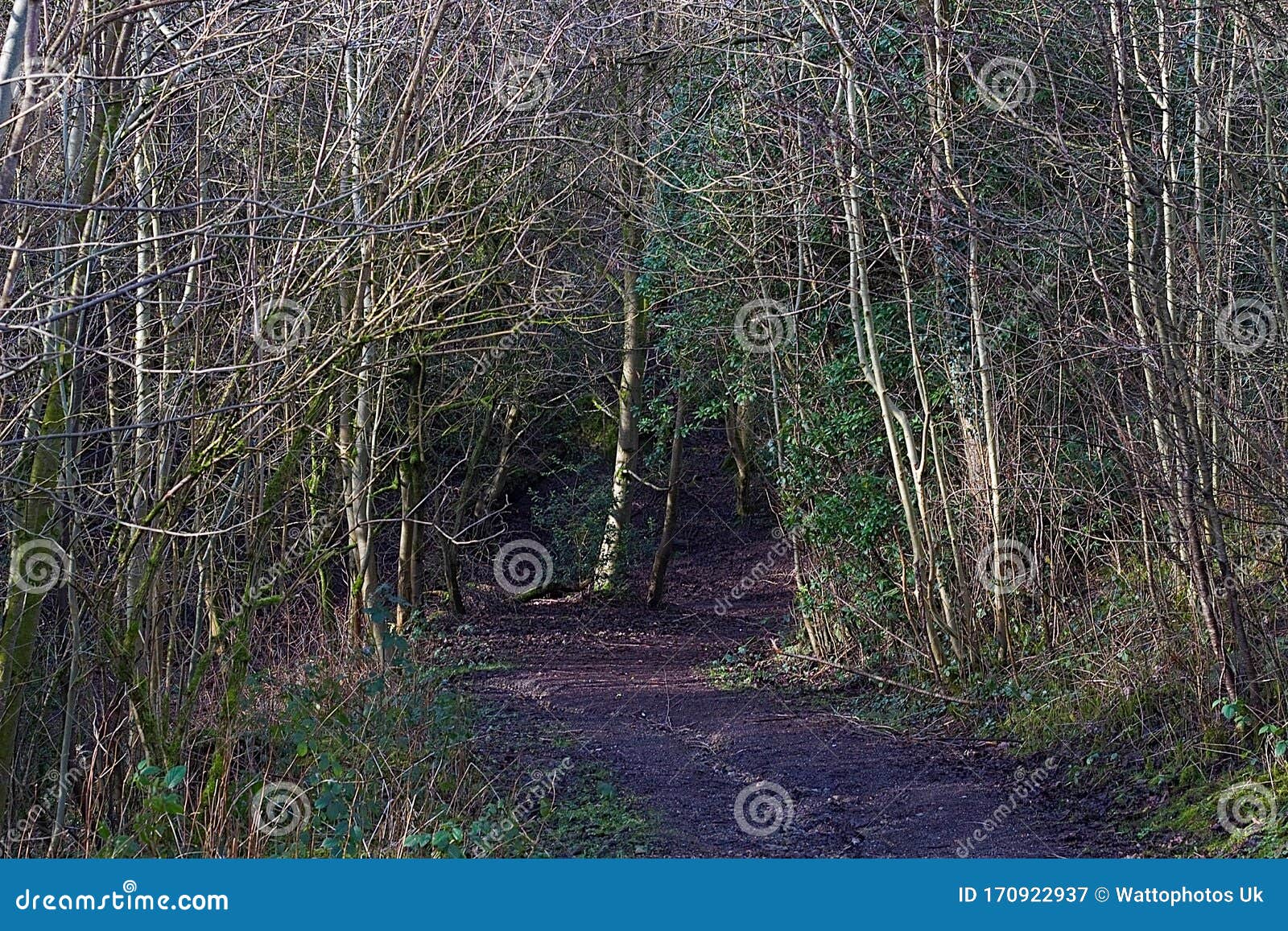 Mud Path in a Forest with Trees Stock Image - Image of decaying ...