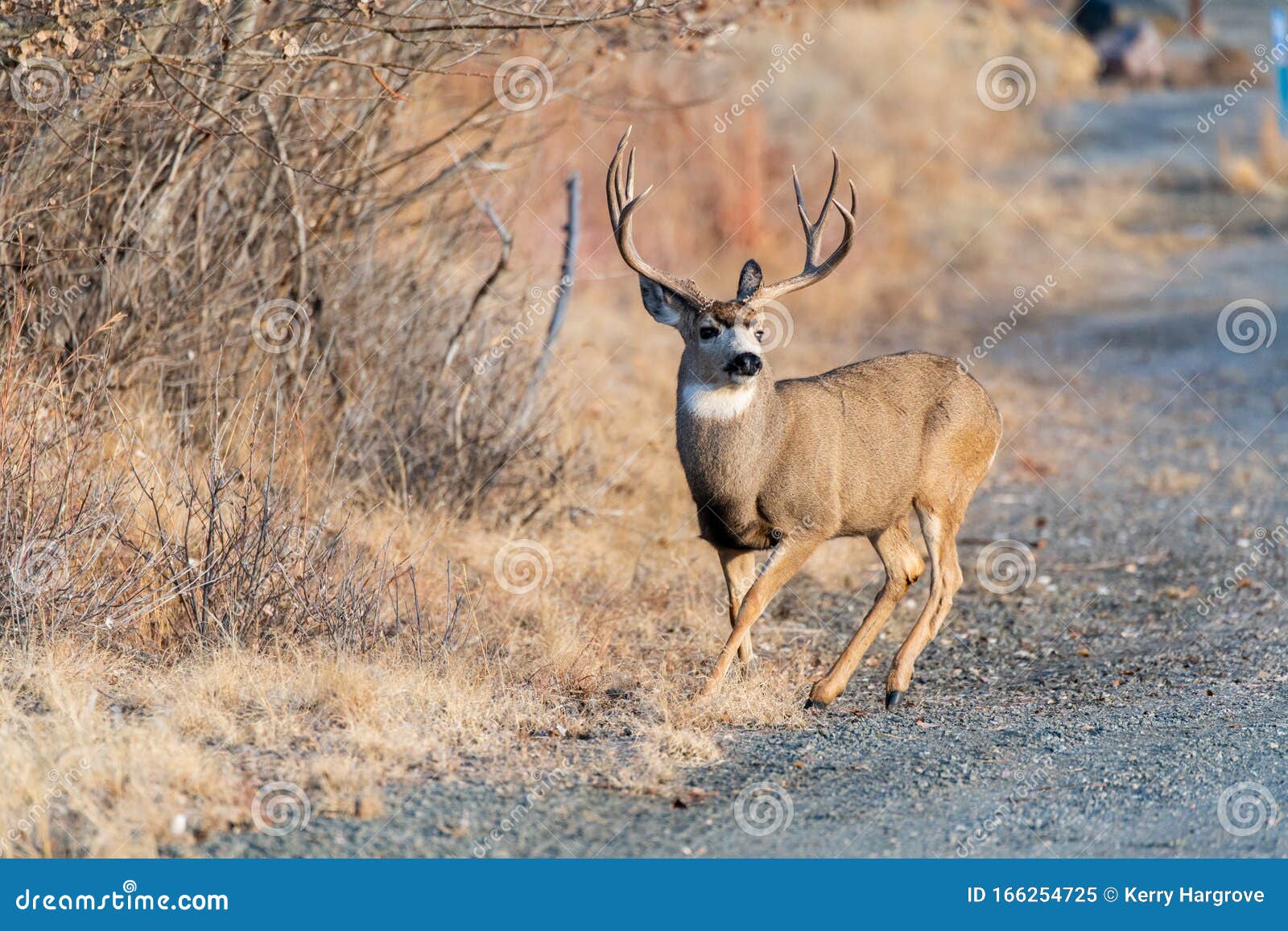 A Large Mule Deer Buck in a Field during Autumn Stock Image - Image of ...