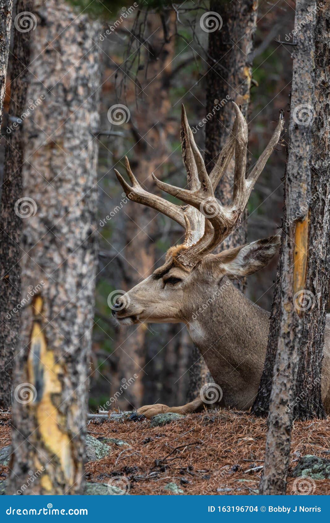 Large Mule Deer Buck Resting in a Grove of Aspen Trees Stock Photo ...