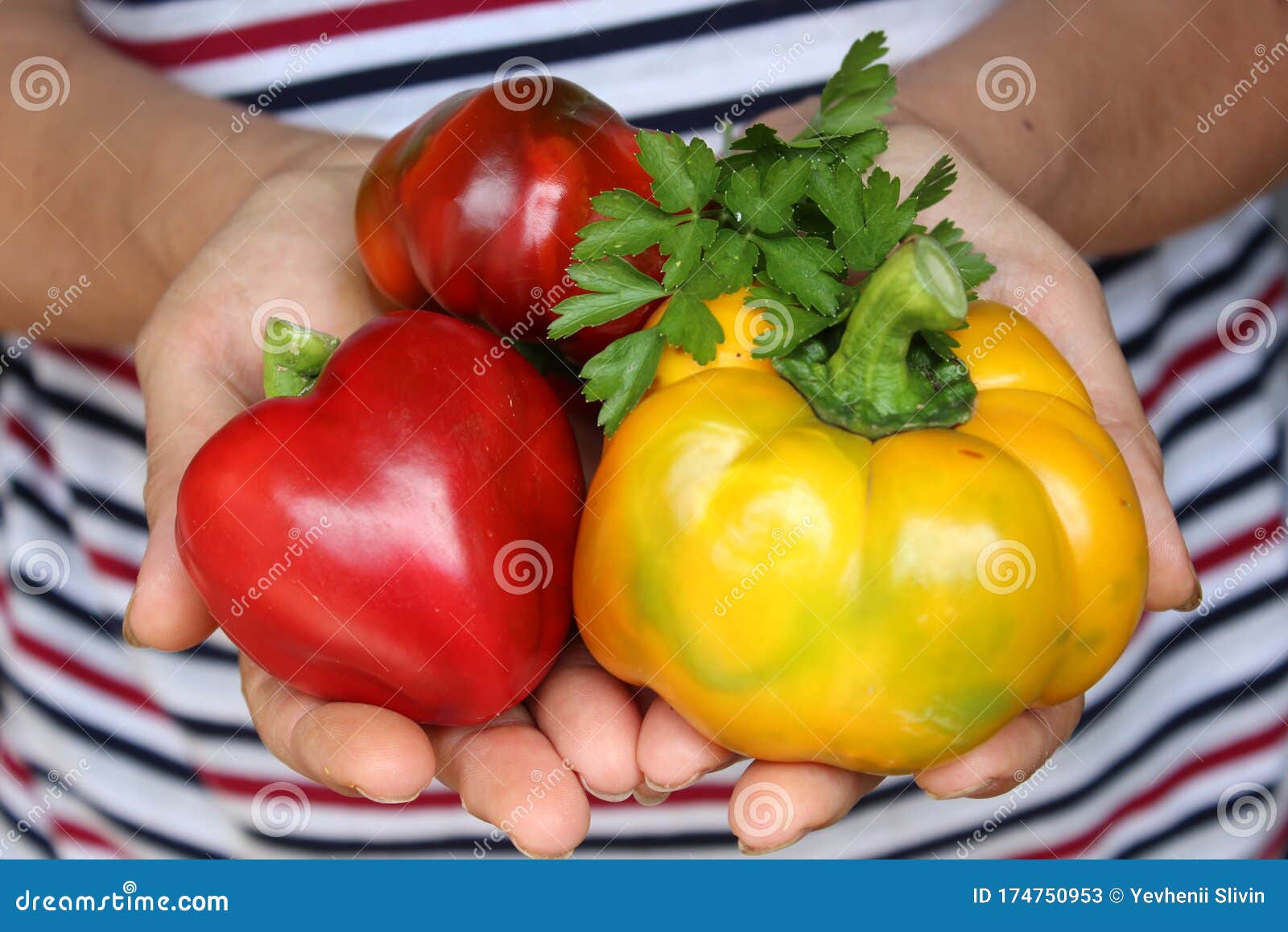 Large Multi-colored Bell Peppers in Female Palms. Stock Image - Image ...