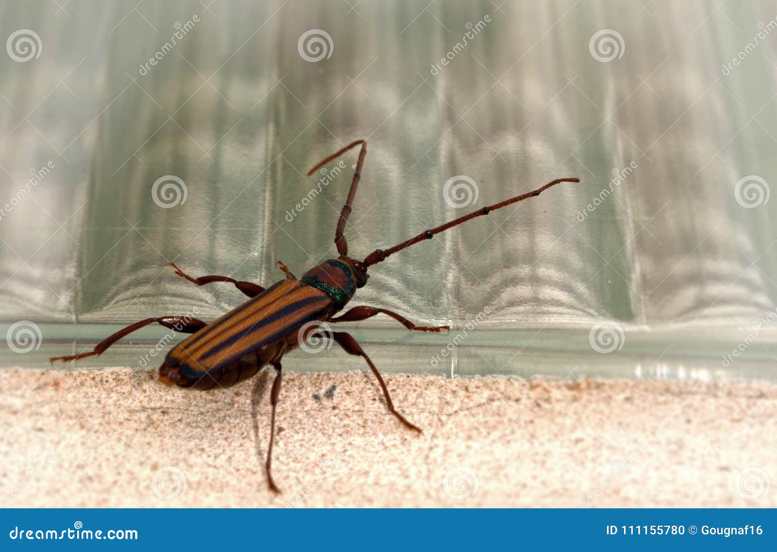 Large multi-coloured bug stock photo. Image of insect - 111155780