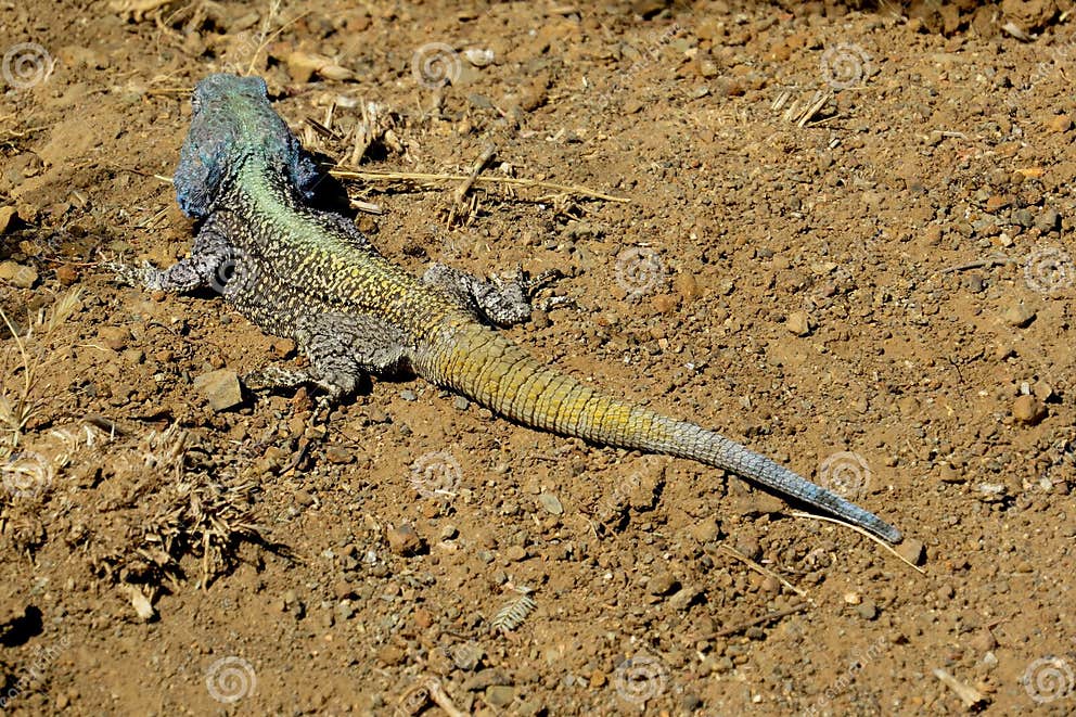 Large Multi-colored Lizard Sitting on Sand Stock Photo - Image of green ...
