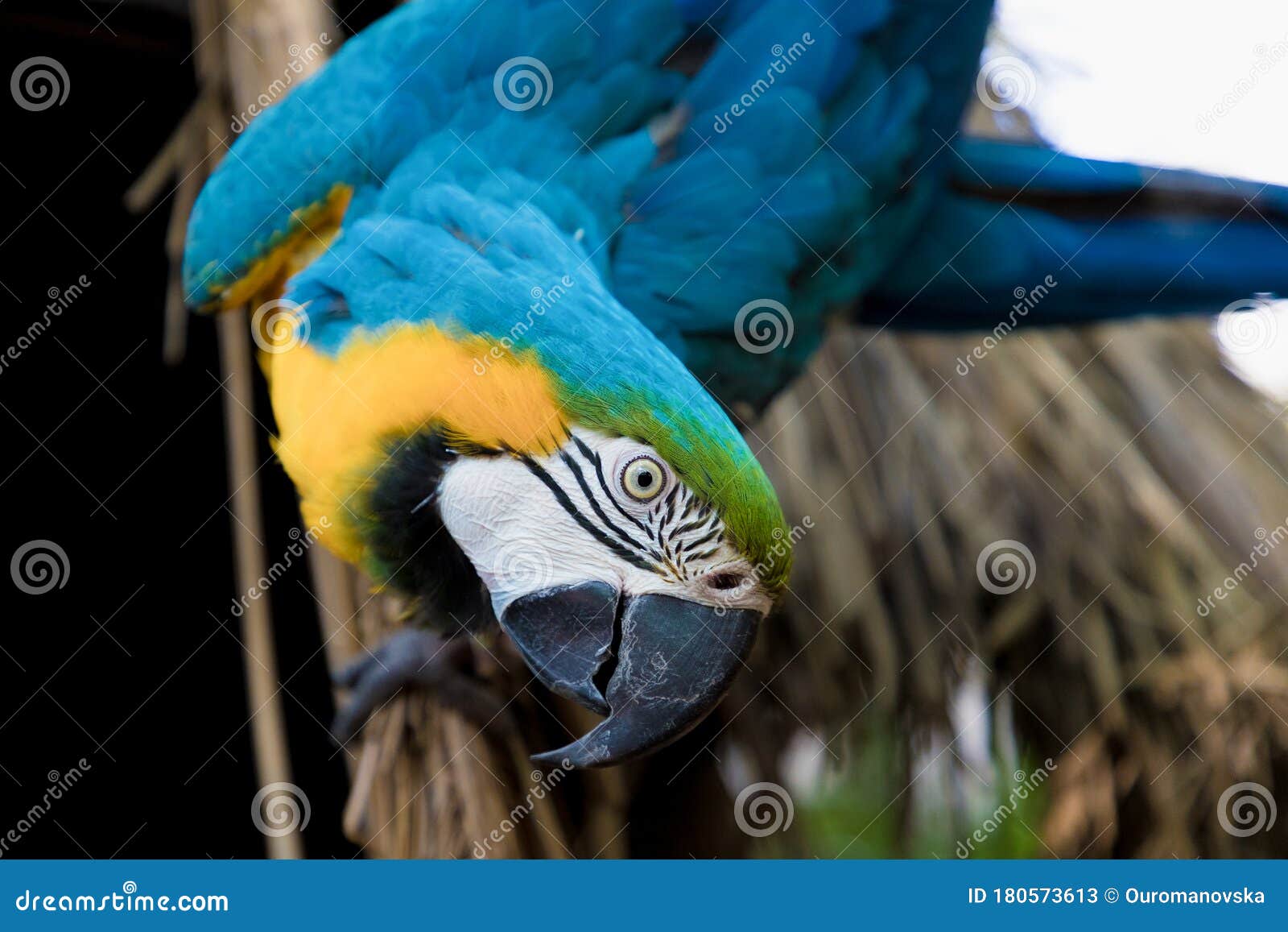 Large Multi-colored Parrot Ara Sits on a Branch on the Background of ...