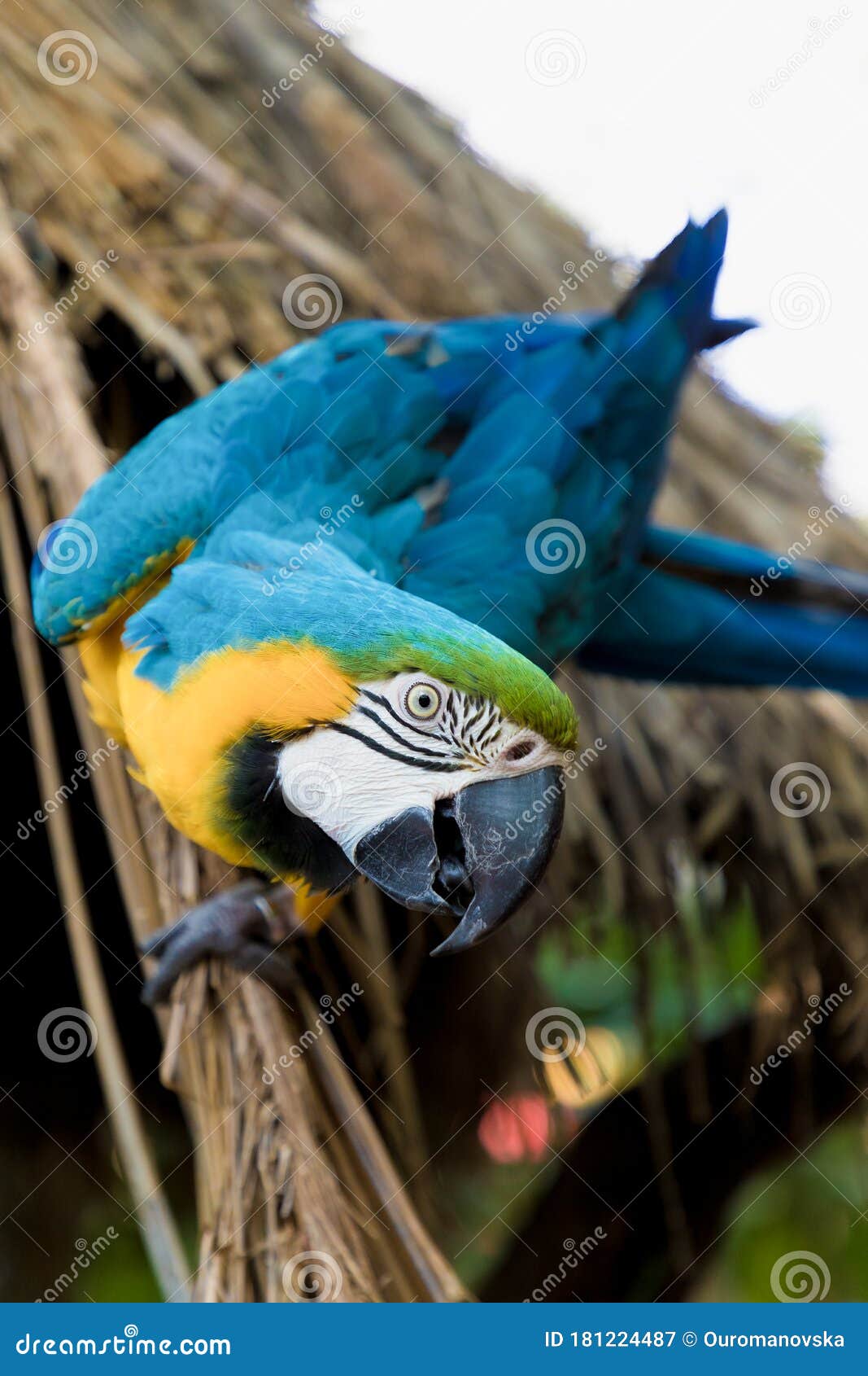 Large Multi-colored Parrot Ara Sits on a Branch on the Background of ...