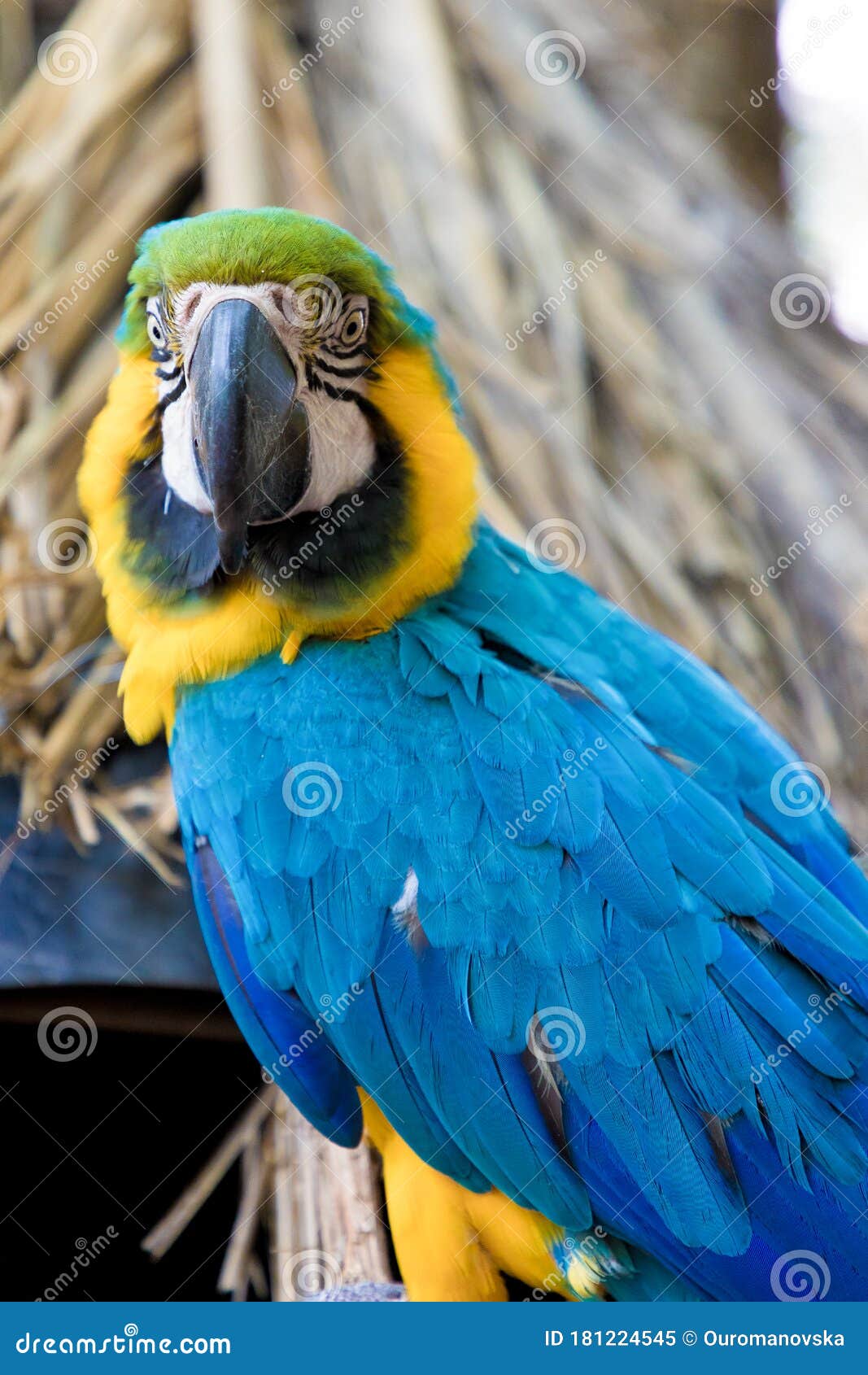 Large Multi-colored Parrot Ara Sits on a Branch on the Background of ...