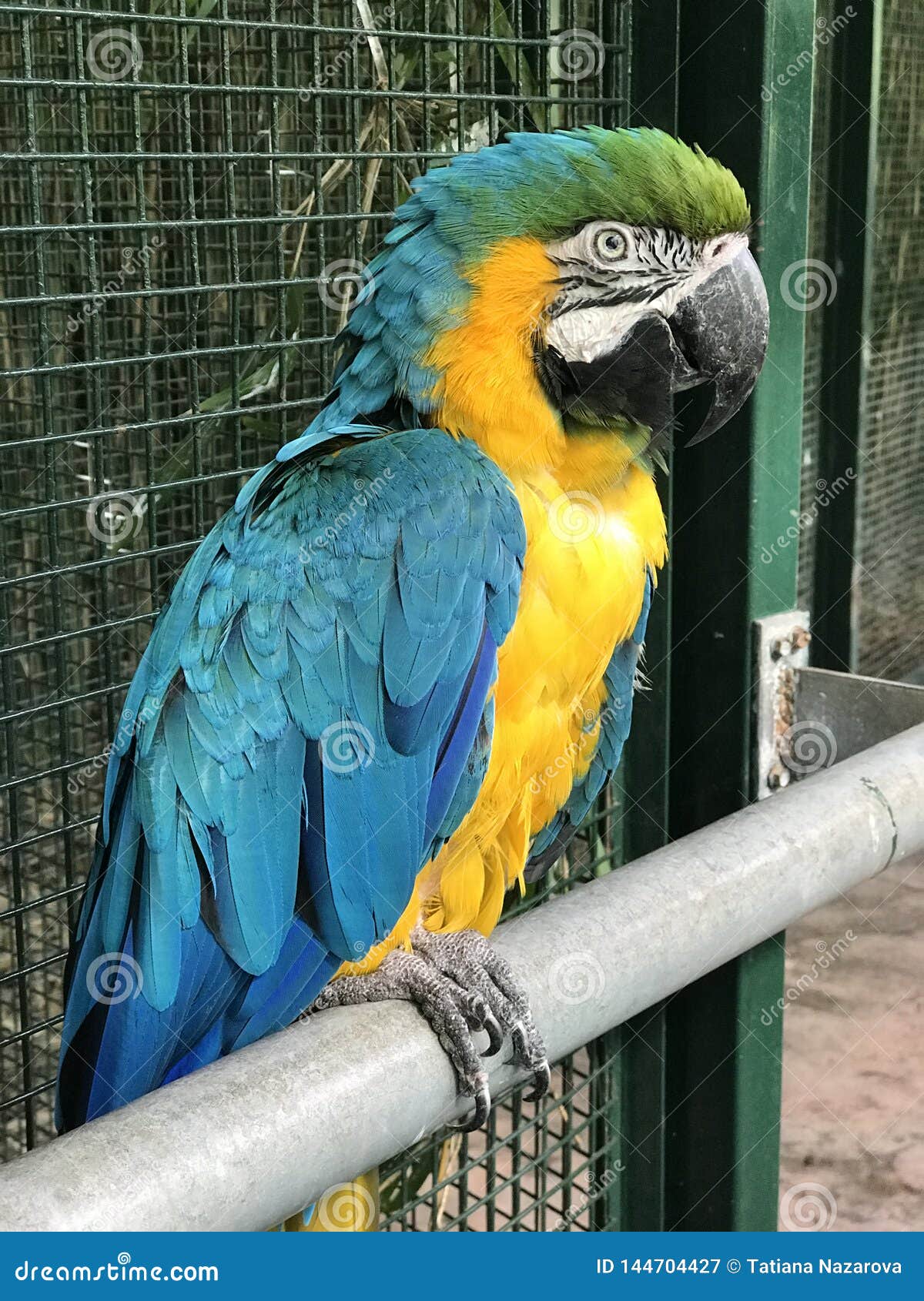 Big parrot in the zoo stock image. Image of bright, blue - 144704427