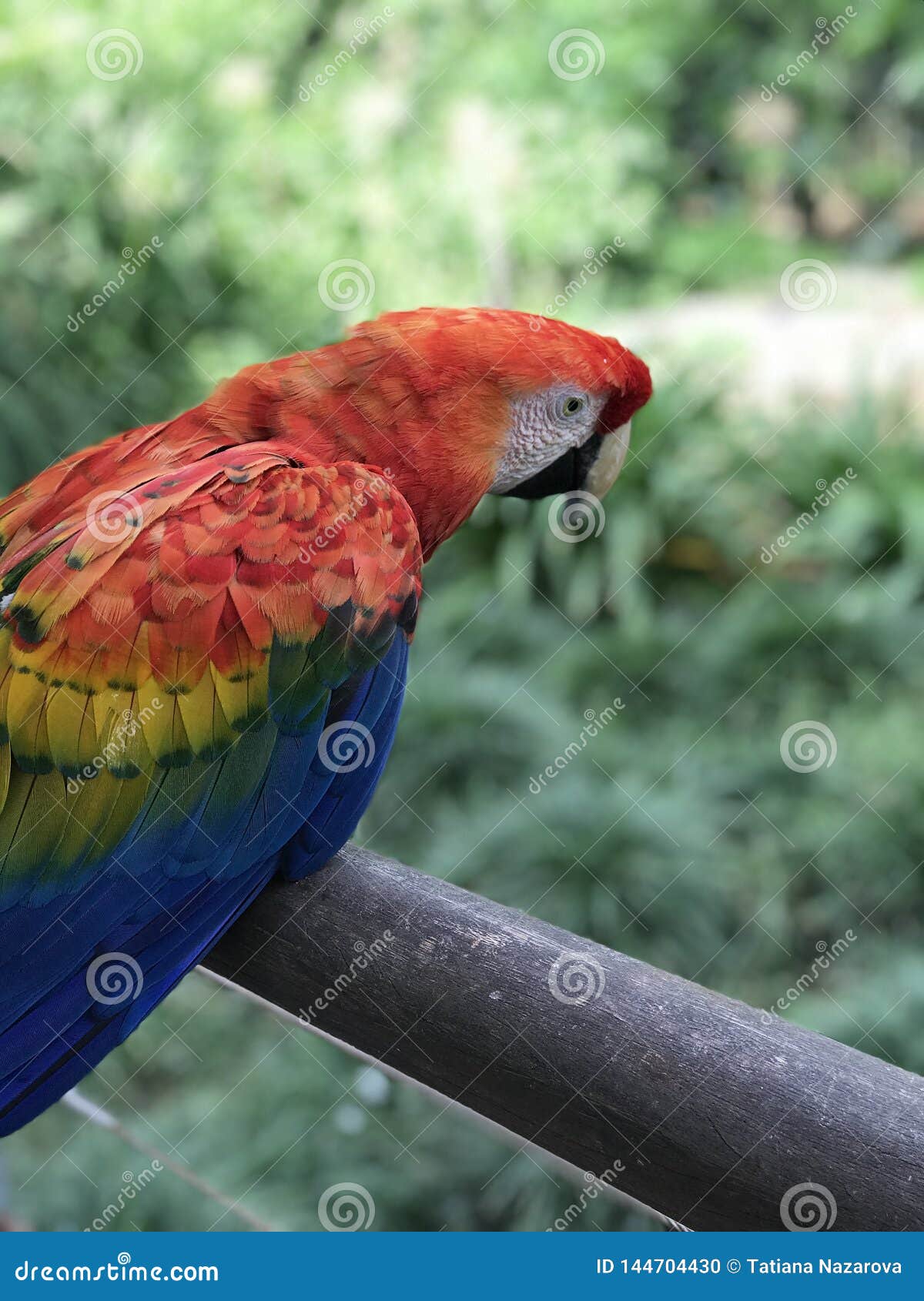 Big parrot in the zoo stock photo. Image of color, pink - 144704430
