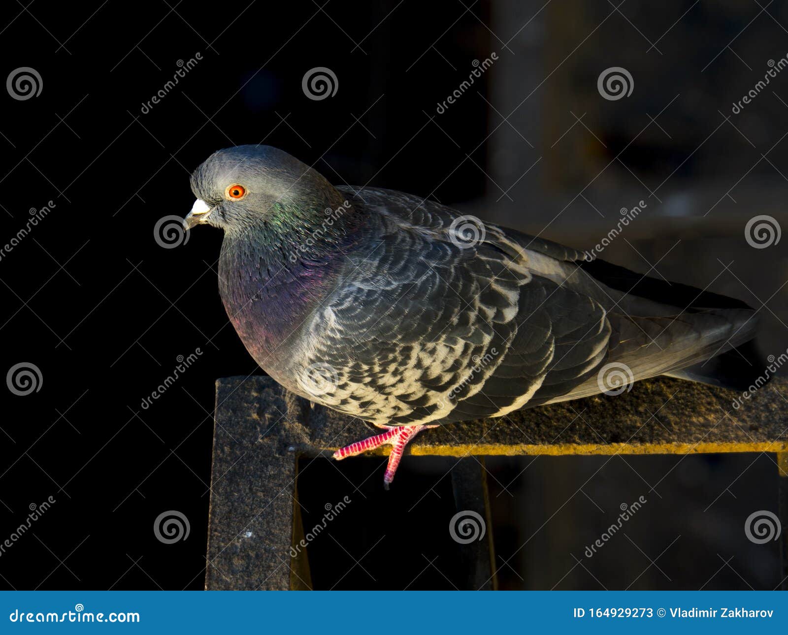 A Large Multi-colored Pigeon Sitting on the Edge of a Building Stock ...