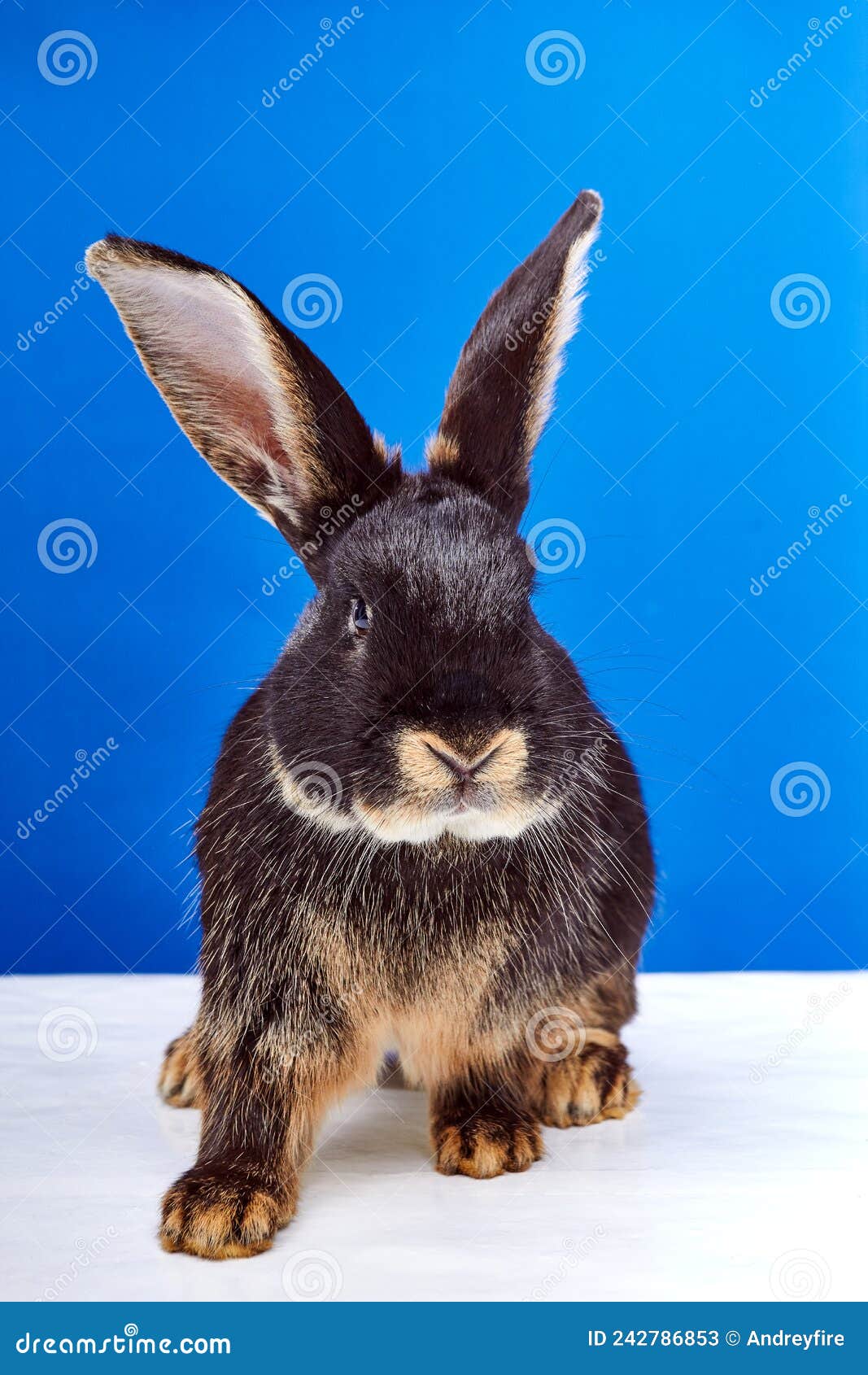 Large Multi-colored Rabbit Sitting on a Blue Background Stock Image ...
