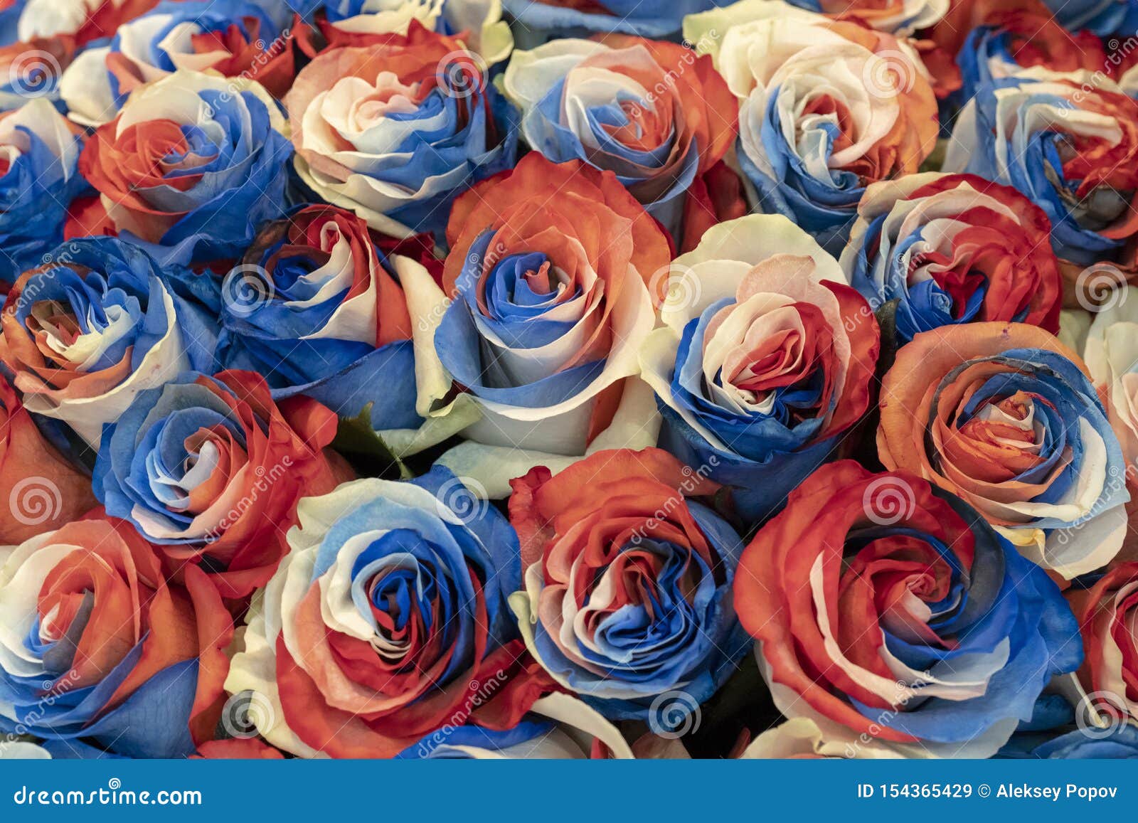 Large multi-colored roses stock image. Image of february - 154365429
