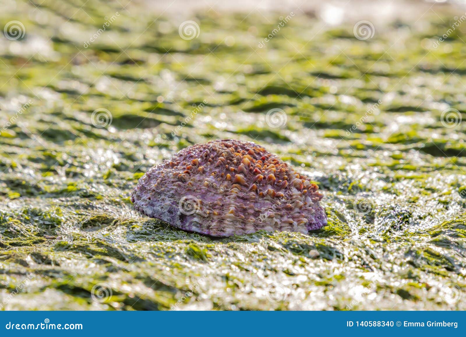 Large Multi-colored Sea Shell Lying on the on Green Algae at Low Tide ...
