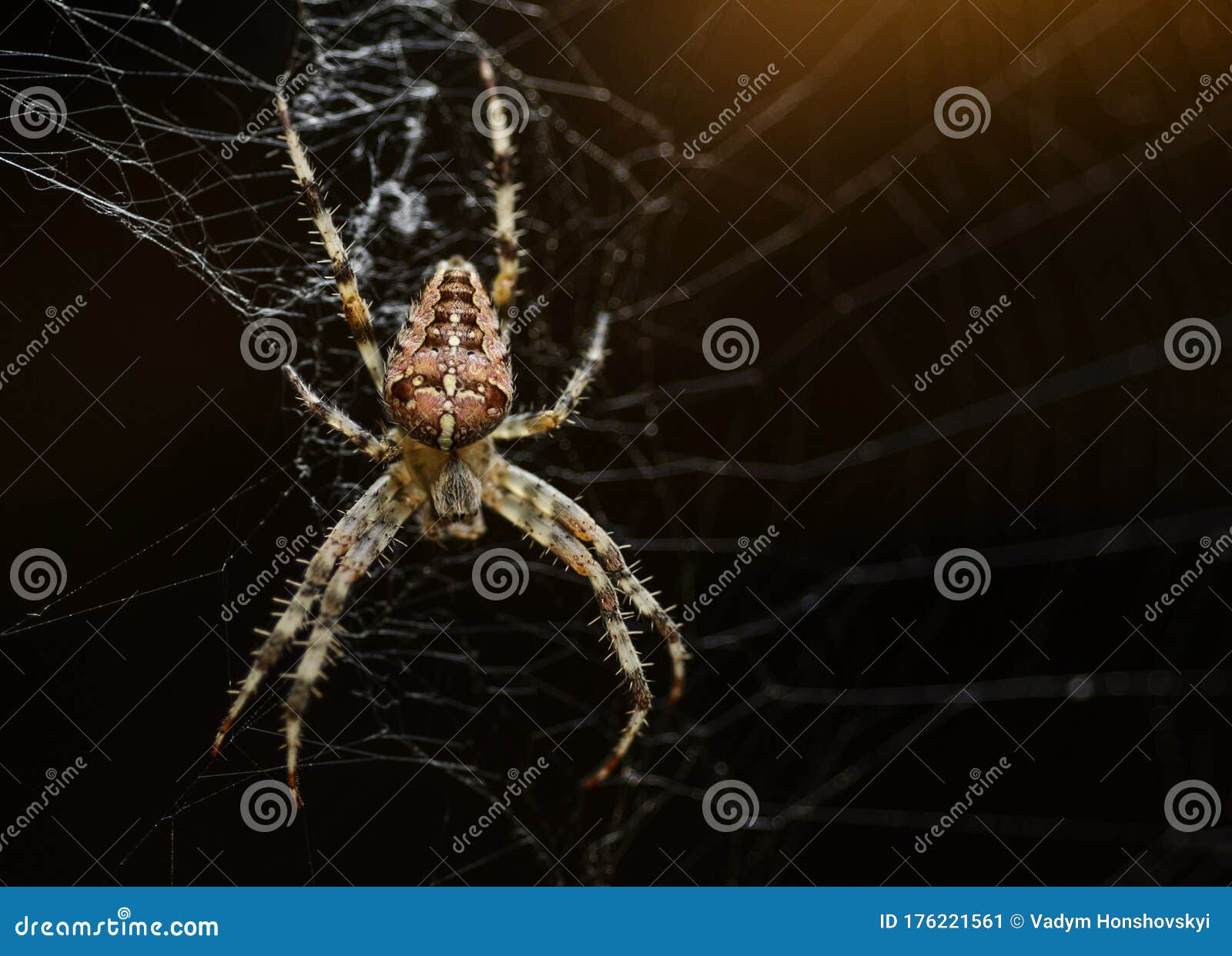 A Large Multi-colored Spider Braids Its Web Stock Image - Image of ...