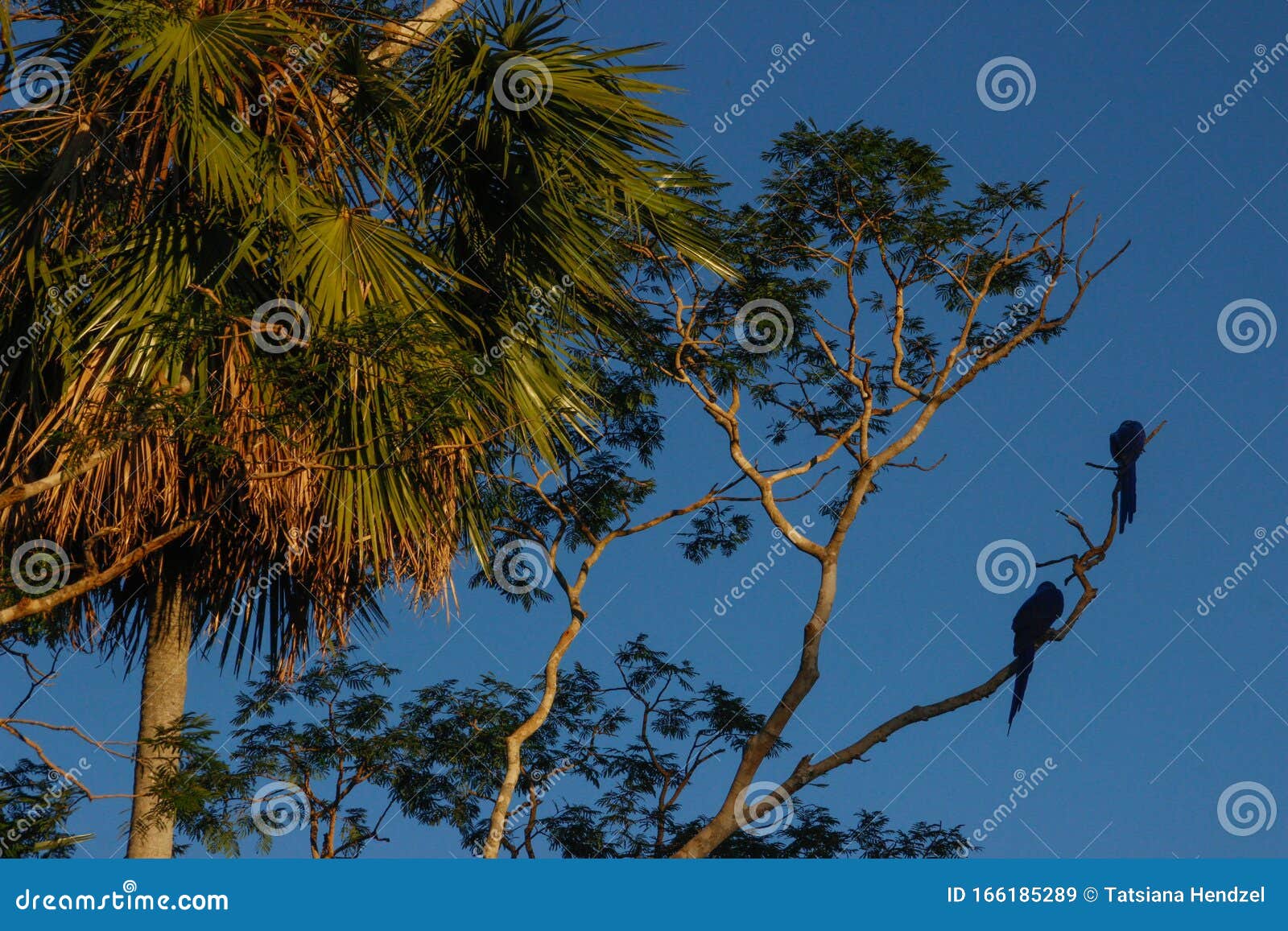 Large Multi-colored Talking Macaw Ara Parrot in the Rainforest of ...