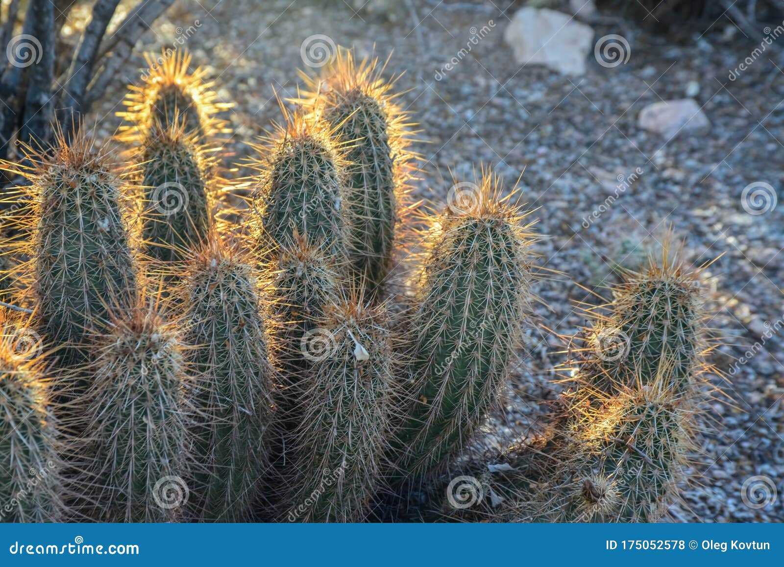Large Multi-stem Cactus Echinocereus Sp., Arizona, USA Stock Photo ...
