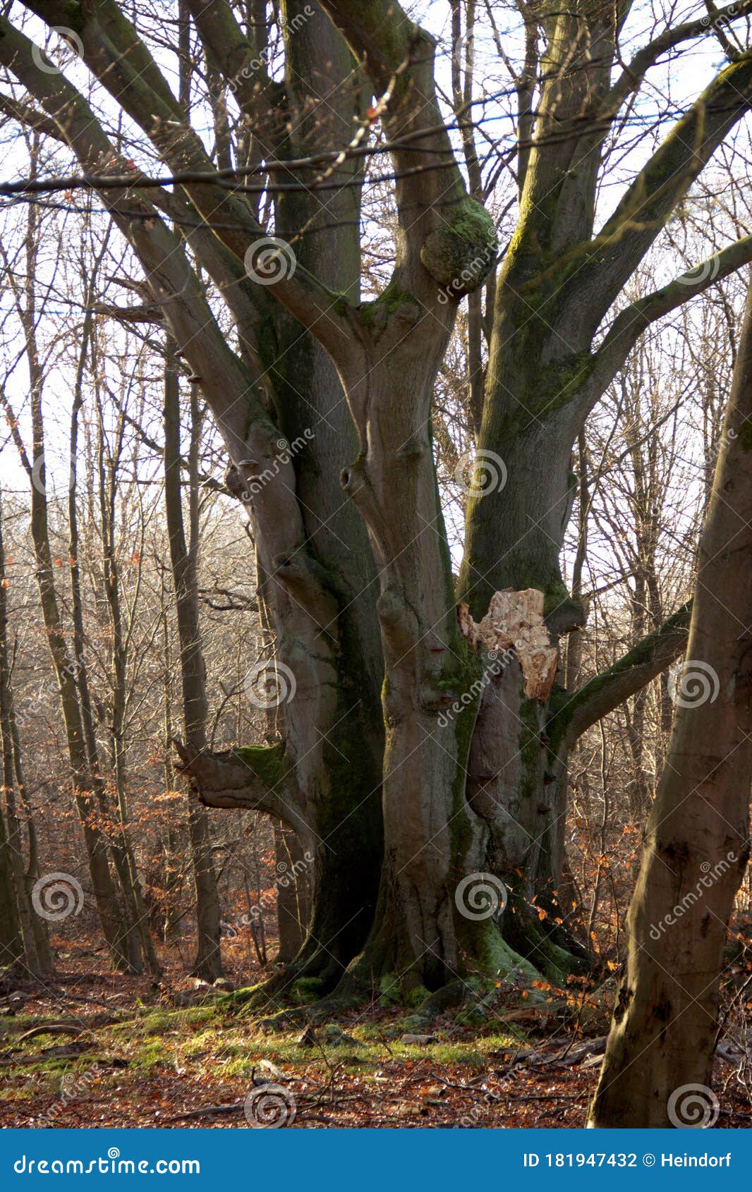 Large Multi-stemmed Beech with Mighty Branches in the Jungle of ...