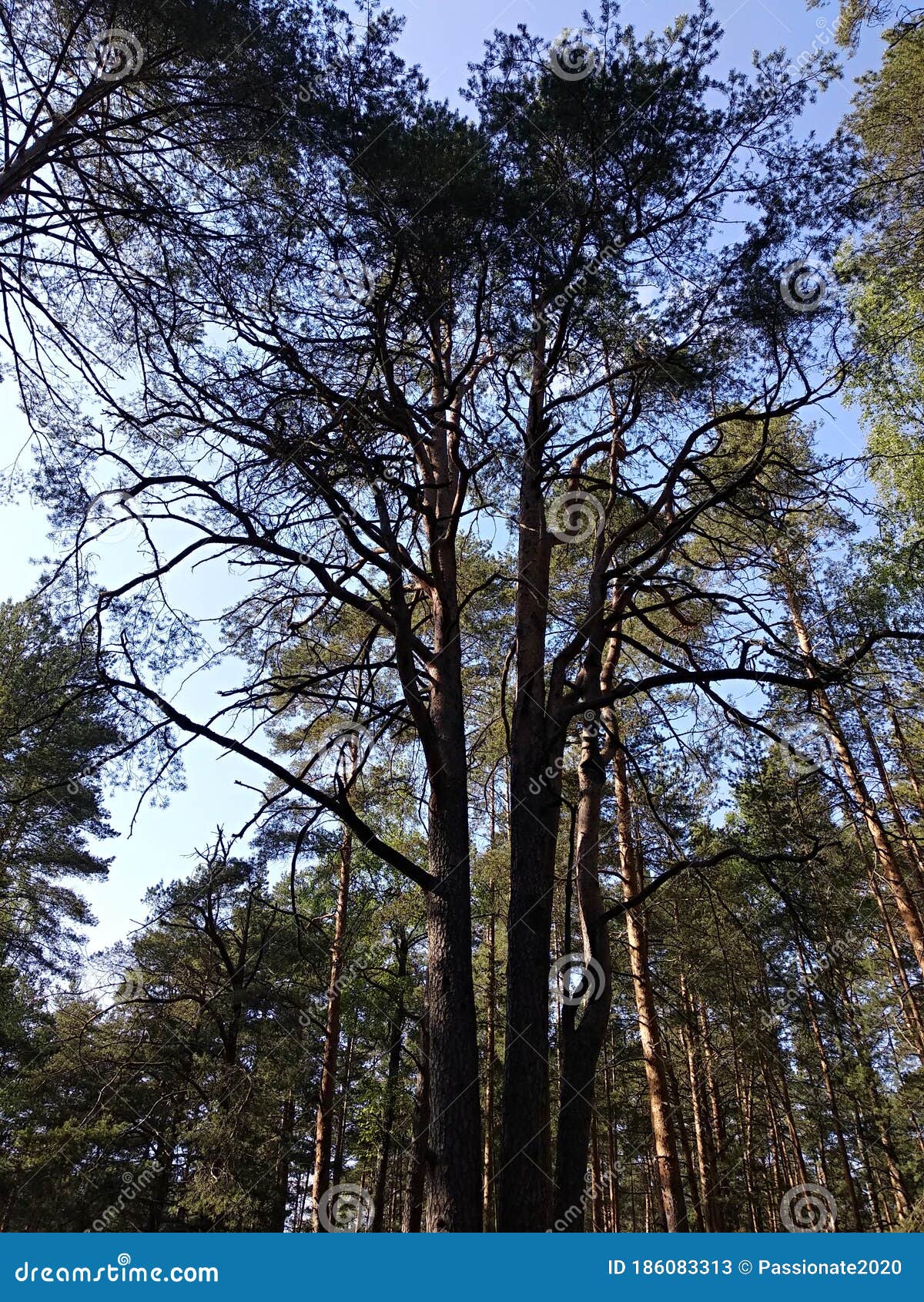 A Large Multi-stemmed Pine Tree in the Forest. Stock Image - Image of ...