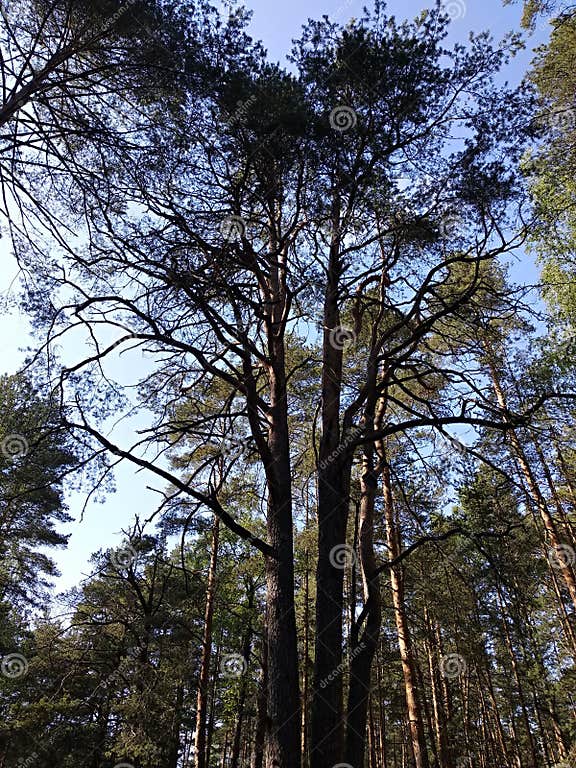 A Large Multi-stemmed Pine Tree in the Forest. Stock Image - Image of ...