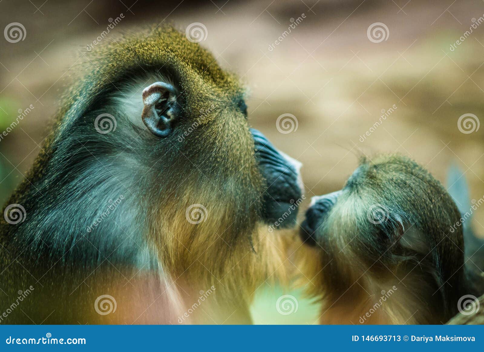 Large Multicolor Mandrill with a Baby Stock Image - Image of portrait ...