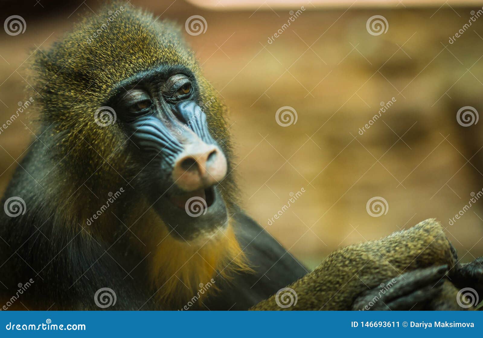 Large Multicolor Mandrill with Expressive Face Stock Image - Image of ...