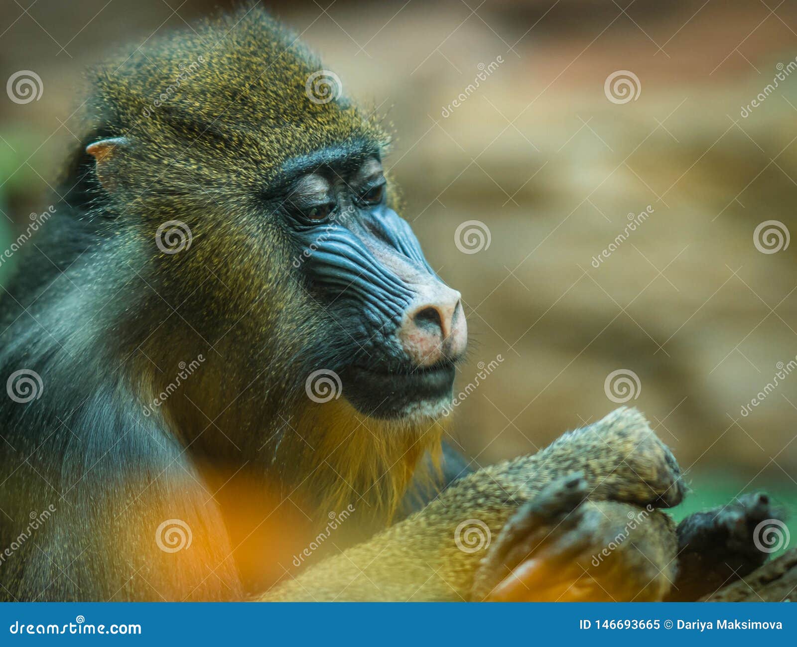 Large Multicolor Mandrill with Expressive Face Stock Image - Image of ...