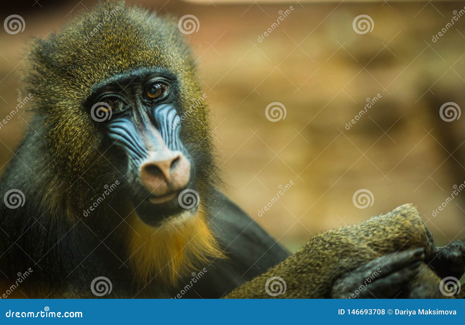 Large Multicolor Mandrill with Expressive Face Stock Photo - Image of ...