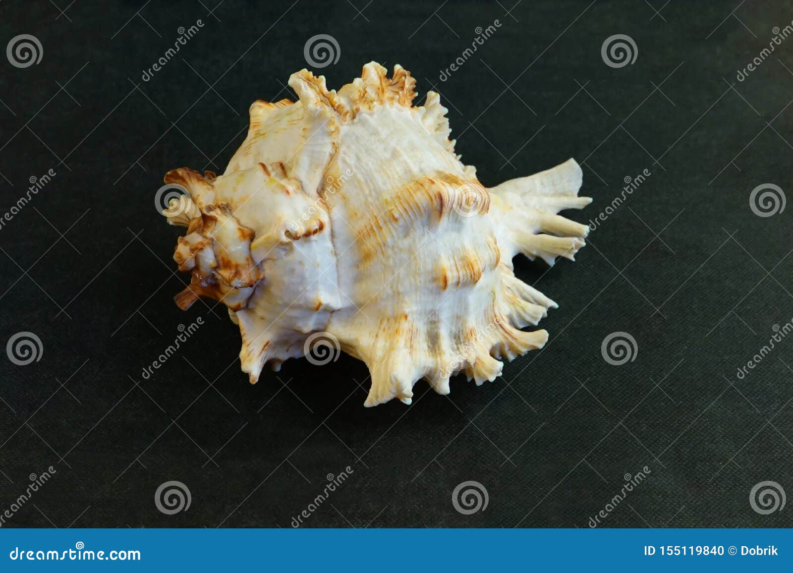 Large Murex Ramosus Shell Seashell Stock Photo - Image of marine ...