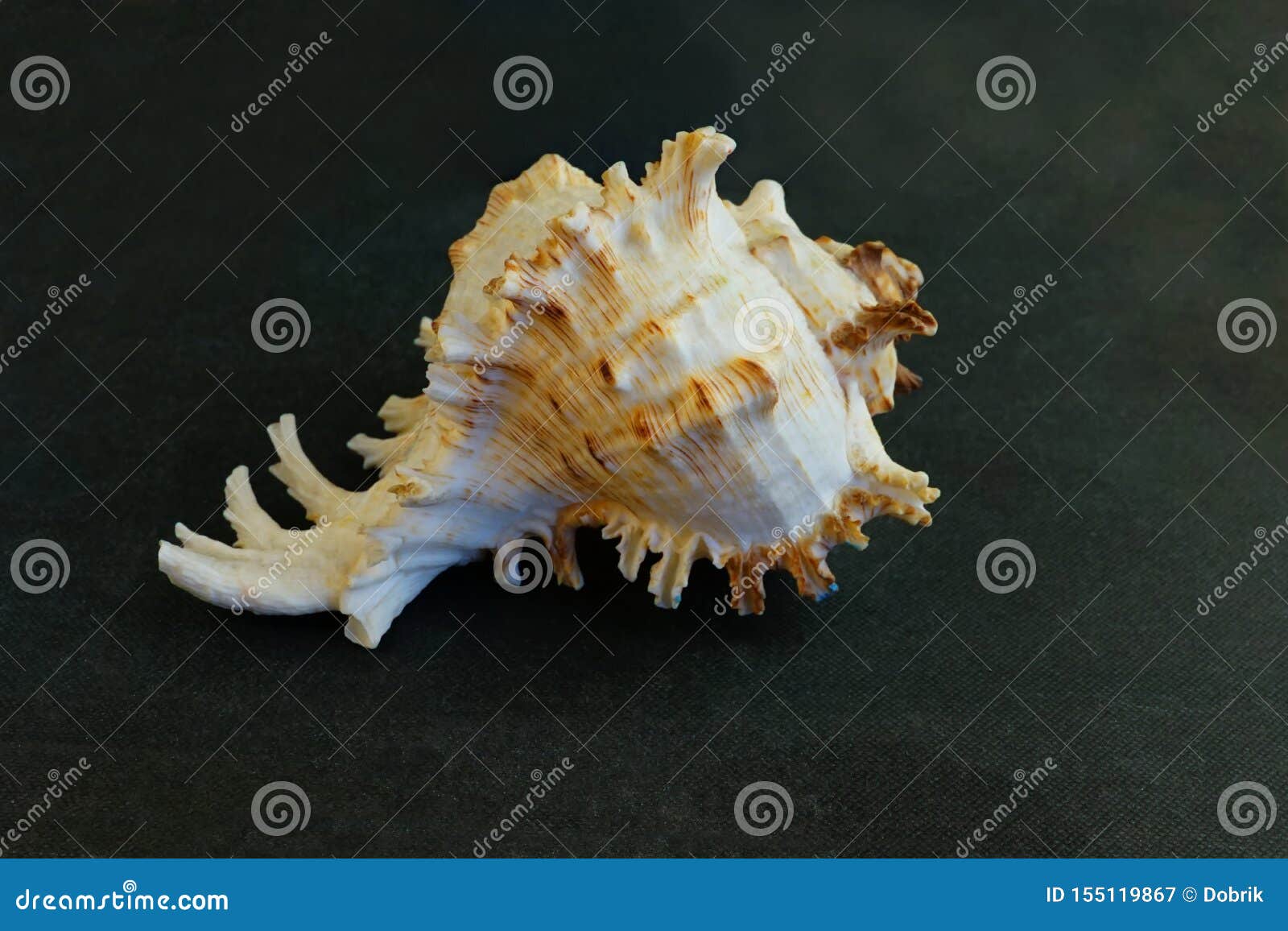 Large Murex Ramosus Shell Seashell Stock Image - Image of bright ...