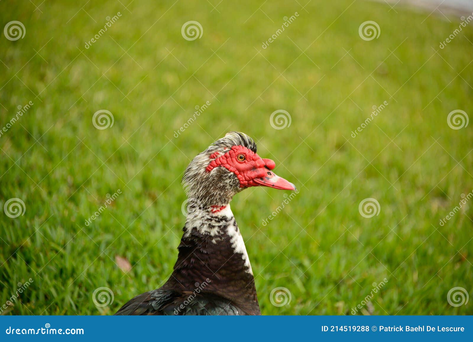 Large Muscovy Drake Up Close Stock Photo - Image of mandarin, green ...
