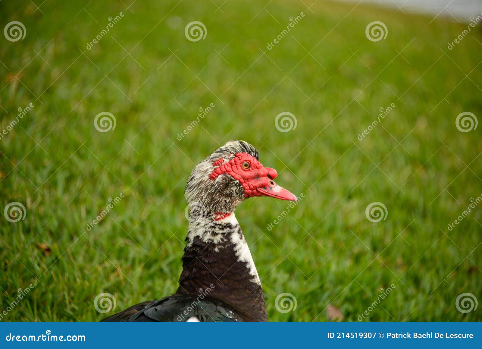 Large Muscovy Drake Up Close Stock Image - Image of airina, cloudy ...