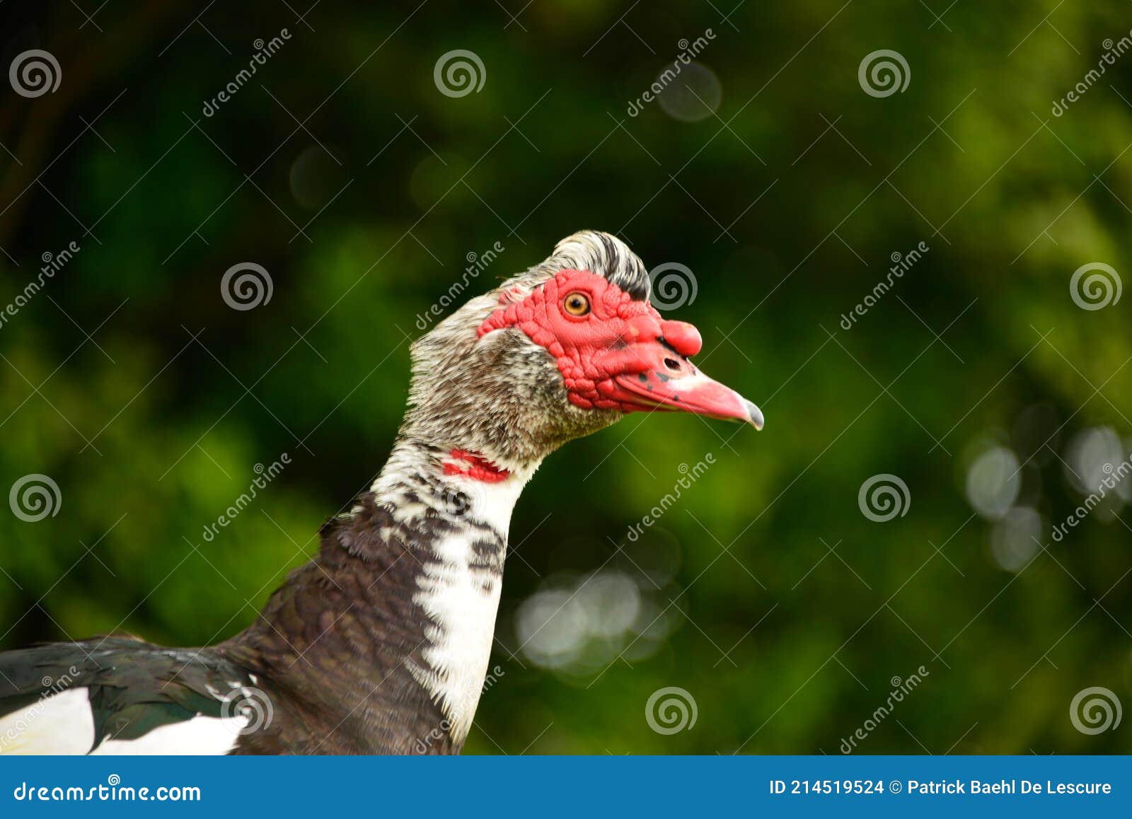 Large Muscovy Drake Up Close Stock Photo - Image of drake, moschata ...