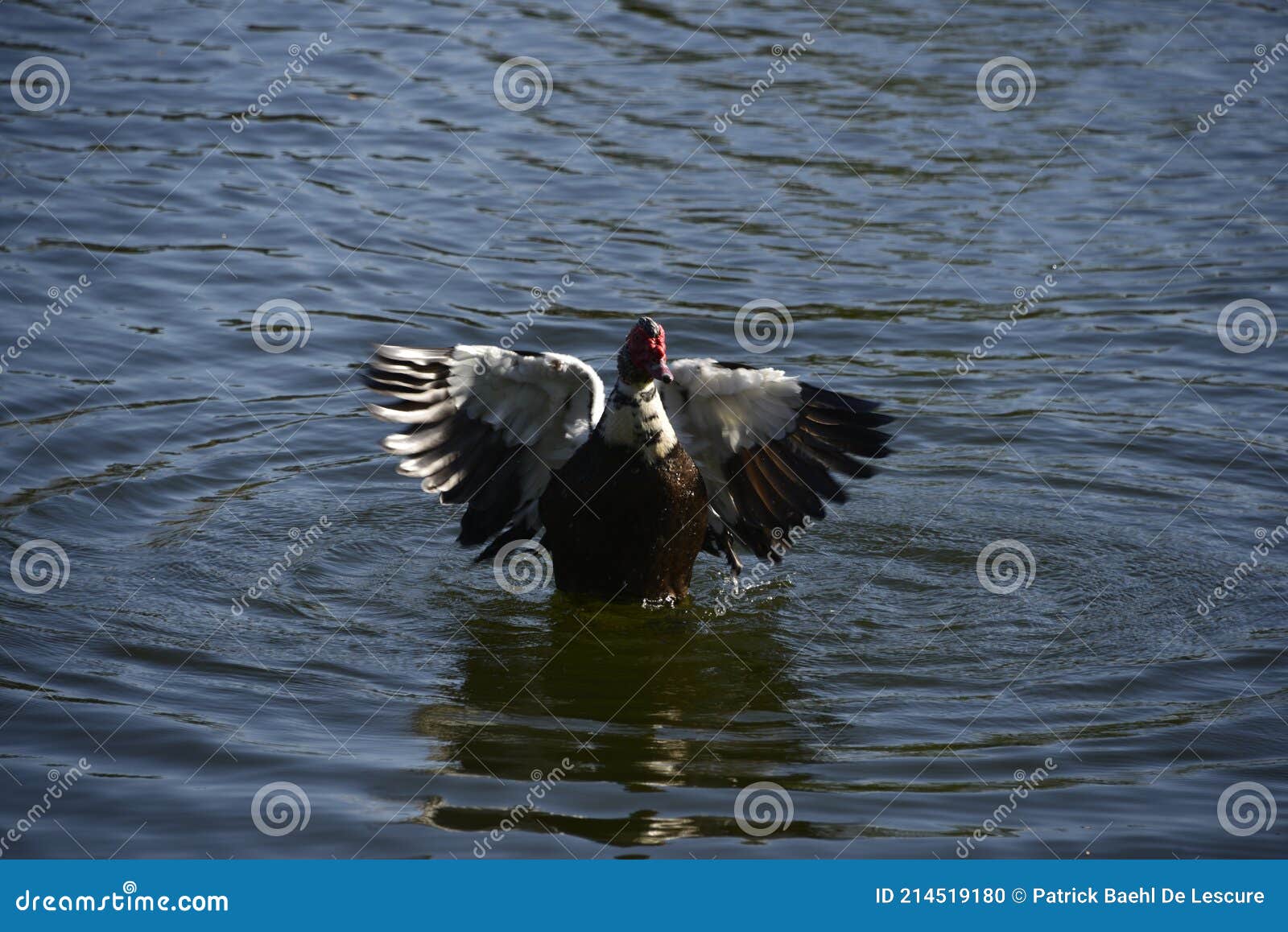 Large Muscovy Duck Flaps Its Wing in the Lake Stock Photo - Image of ...