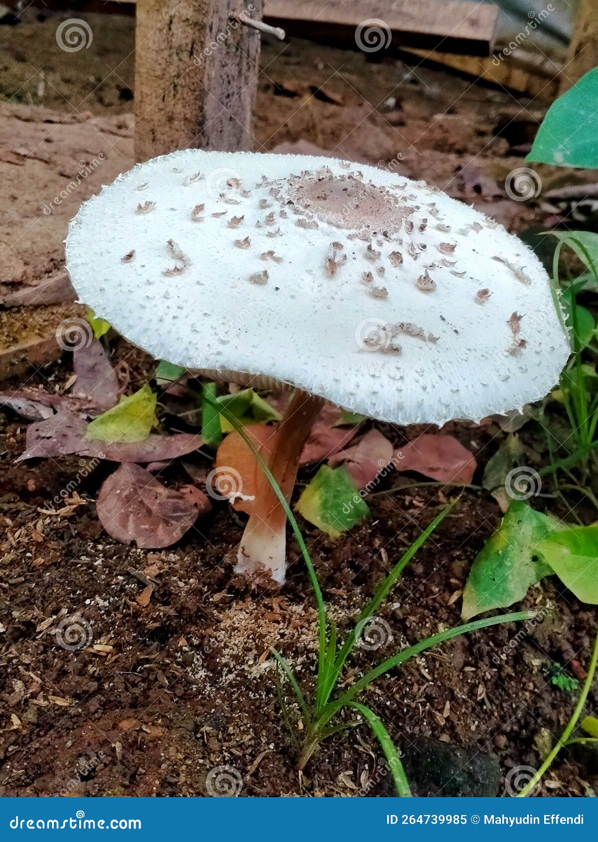 A Large Mushroom beside a Building Stock Image - Image of bloom ...