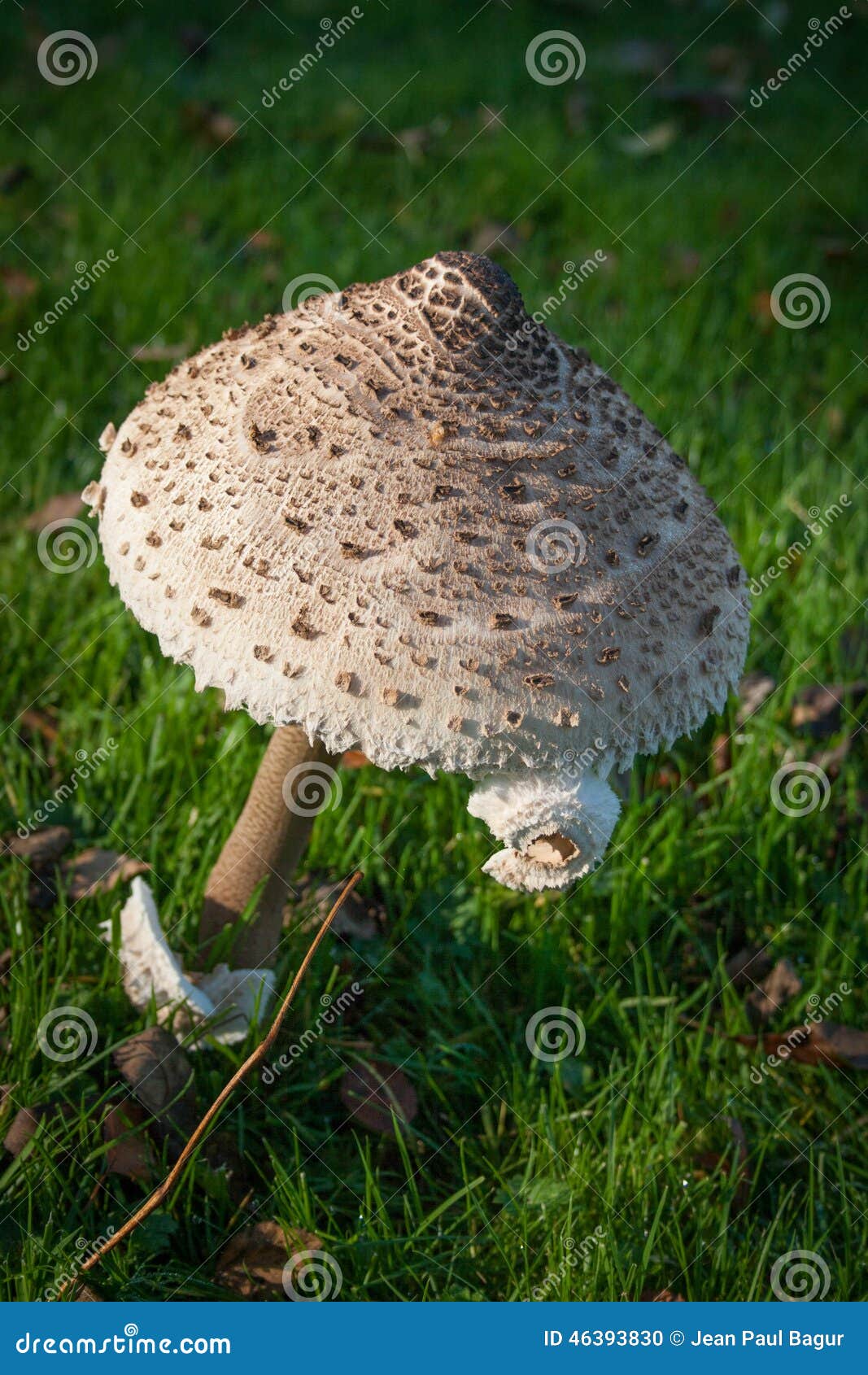 Large Mushroom stock photo. Image of plant, botany, wall - 46393830