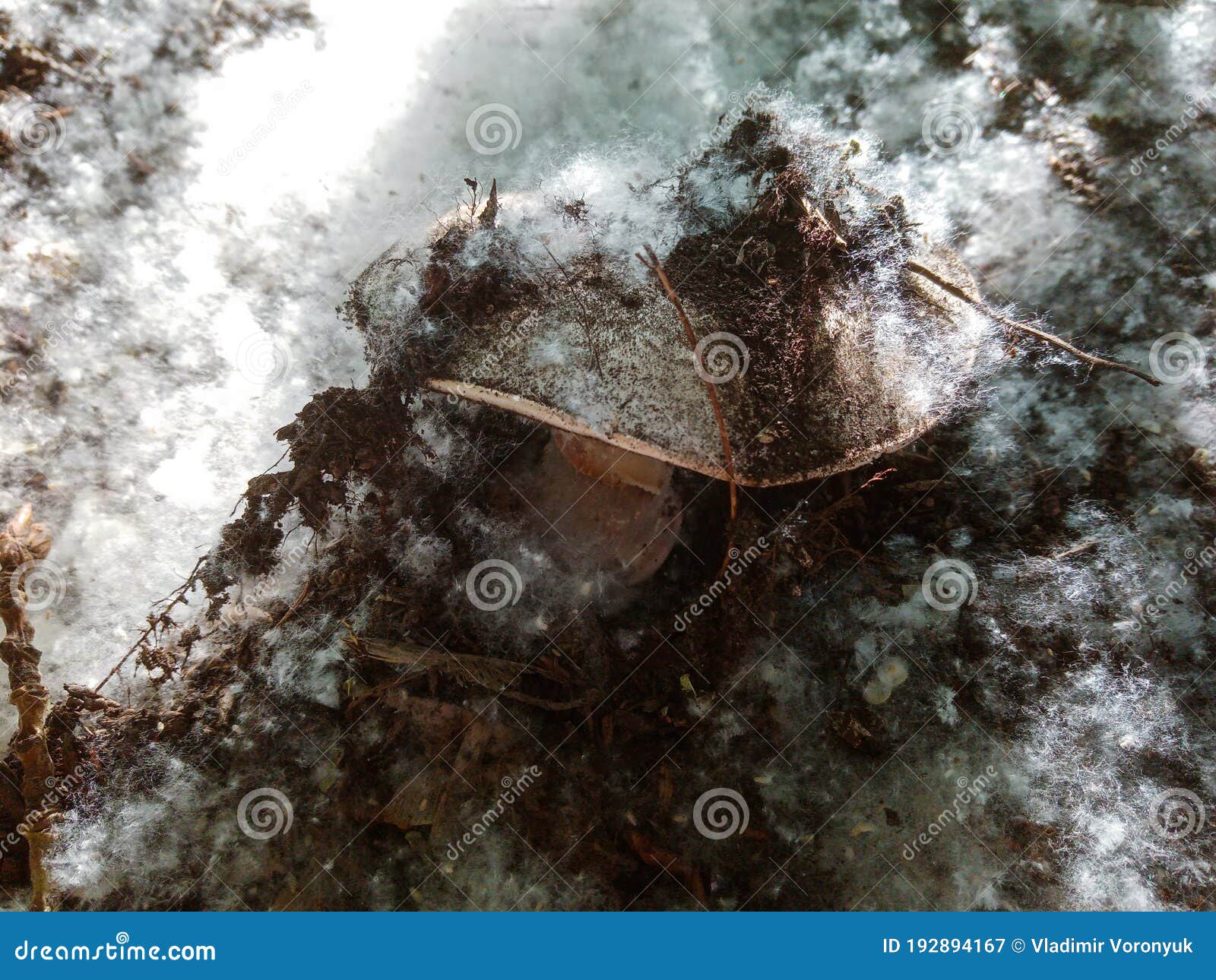 A Large Mushroom Has Grown Under the White Fluff. Stock Image - Image ...