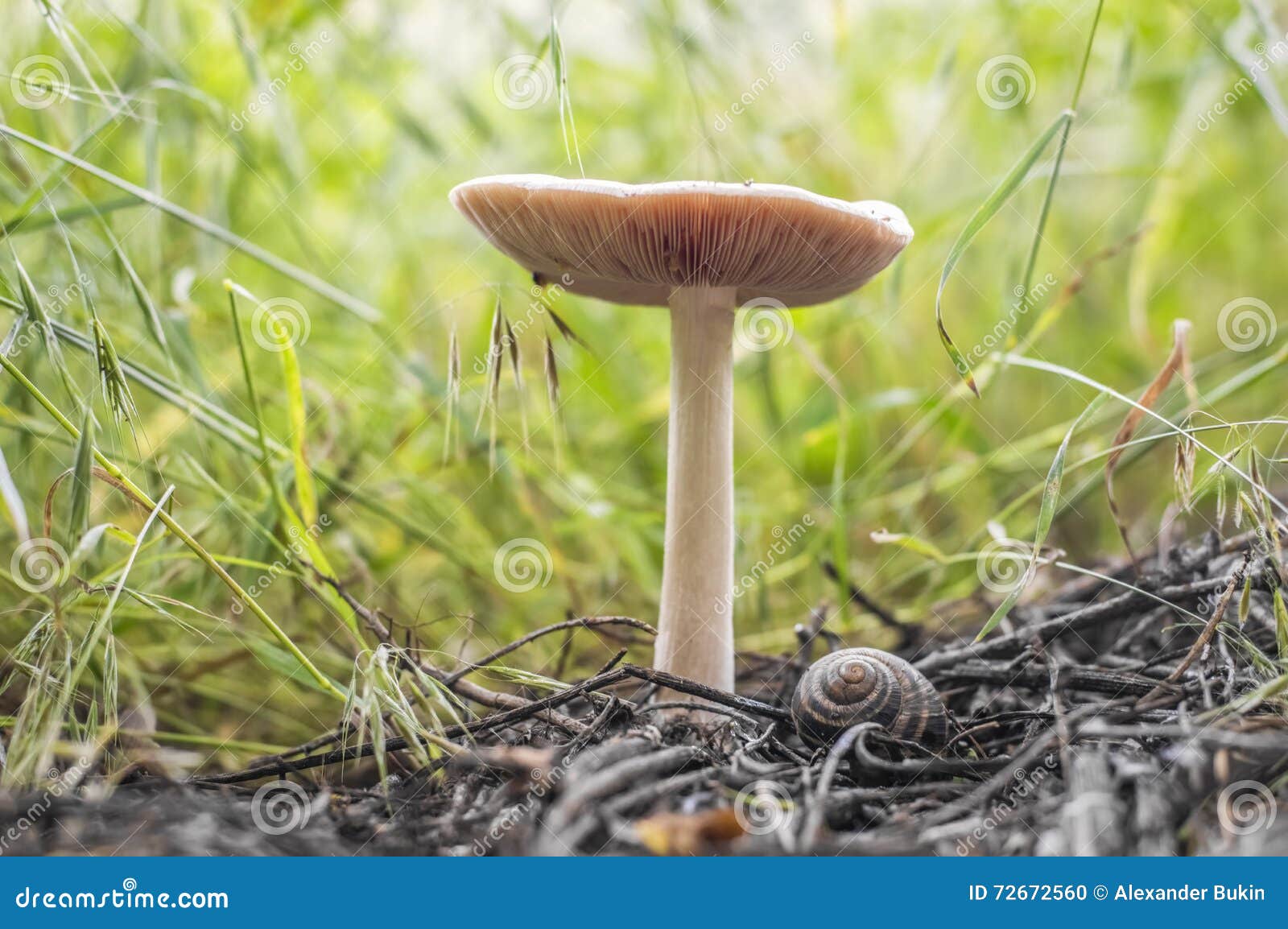 A Large Mushroom Growing in the Grass Rain, Snail Shell Stock Photo ...
