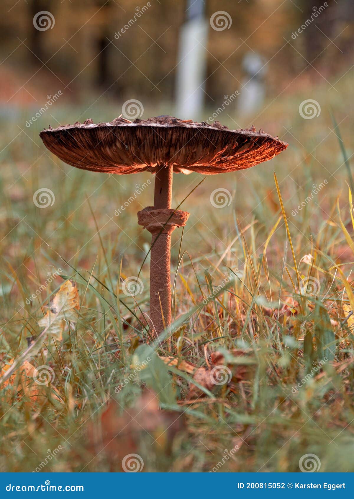 Large Mushroom with Slender Stem and Broad Cap Stands Alone on a Grassy ...