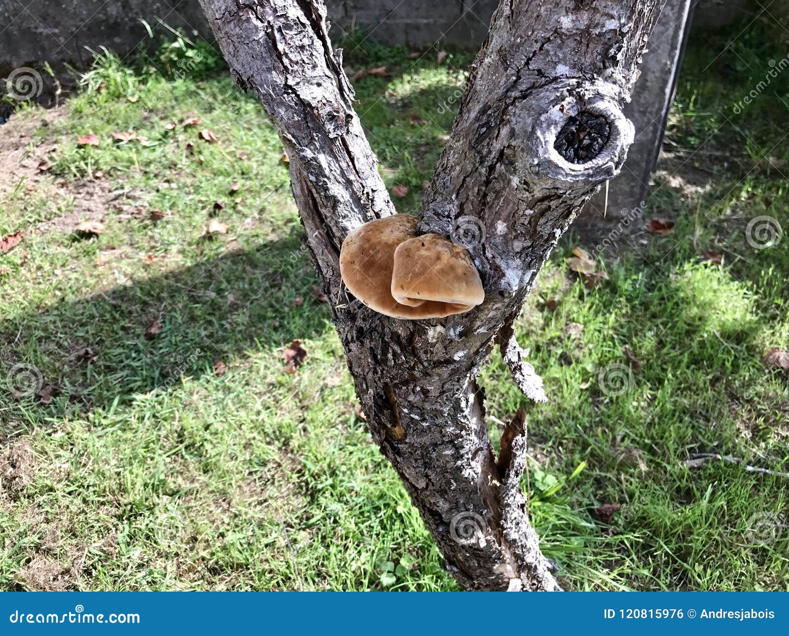 A Large Mushroom on a Tree. Stock Photo - Image of sunshade, vines ...