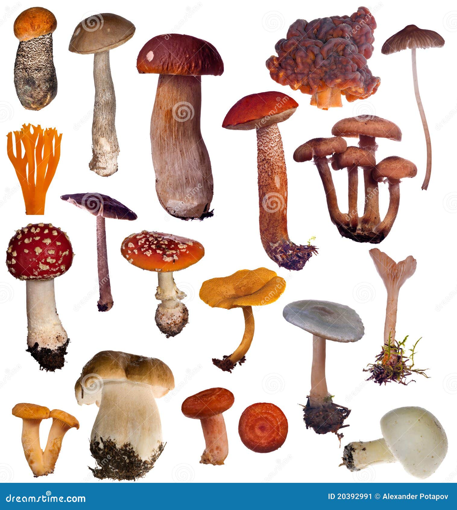 Large Mushrooms Collection Isolated on White Stock Image - Image of ...